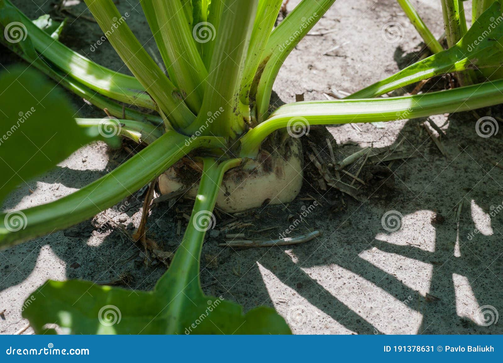 Sugar Beet Root Closeup Aged Three Months from Planting Stock Image ...
