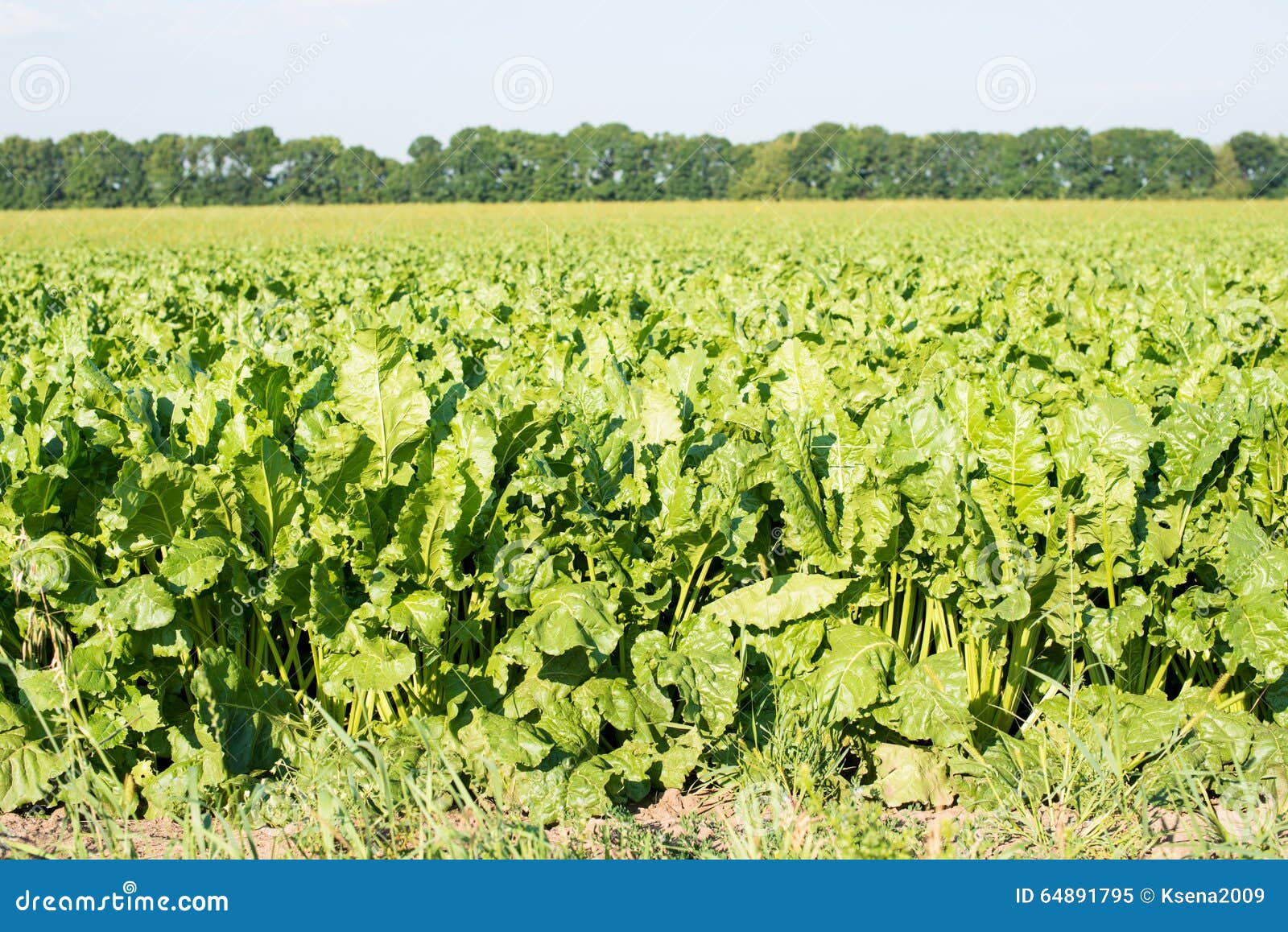 Sugar beet growing stock image. Image of cultivated, seasonal - 64891795