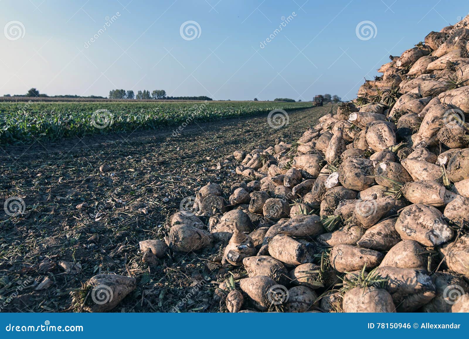 Sugar Beet Harvest. the Pile of Sugar Beet Stock Photo - Image of ...