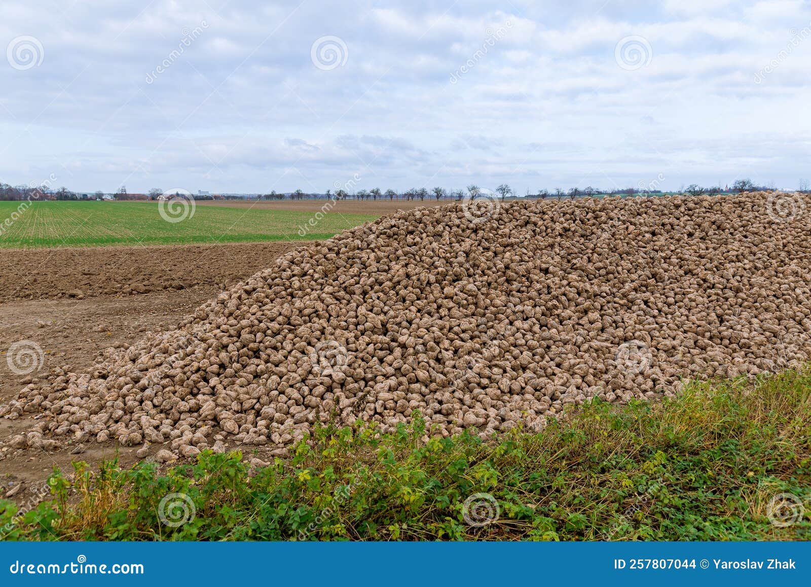 Sugar Beet Harvest. a Pile of Sugar Beets in the Field Stock Photo ... Sugar Beet Harvest. a Pile of Sugar Beets in the Field Stock Photo ...