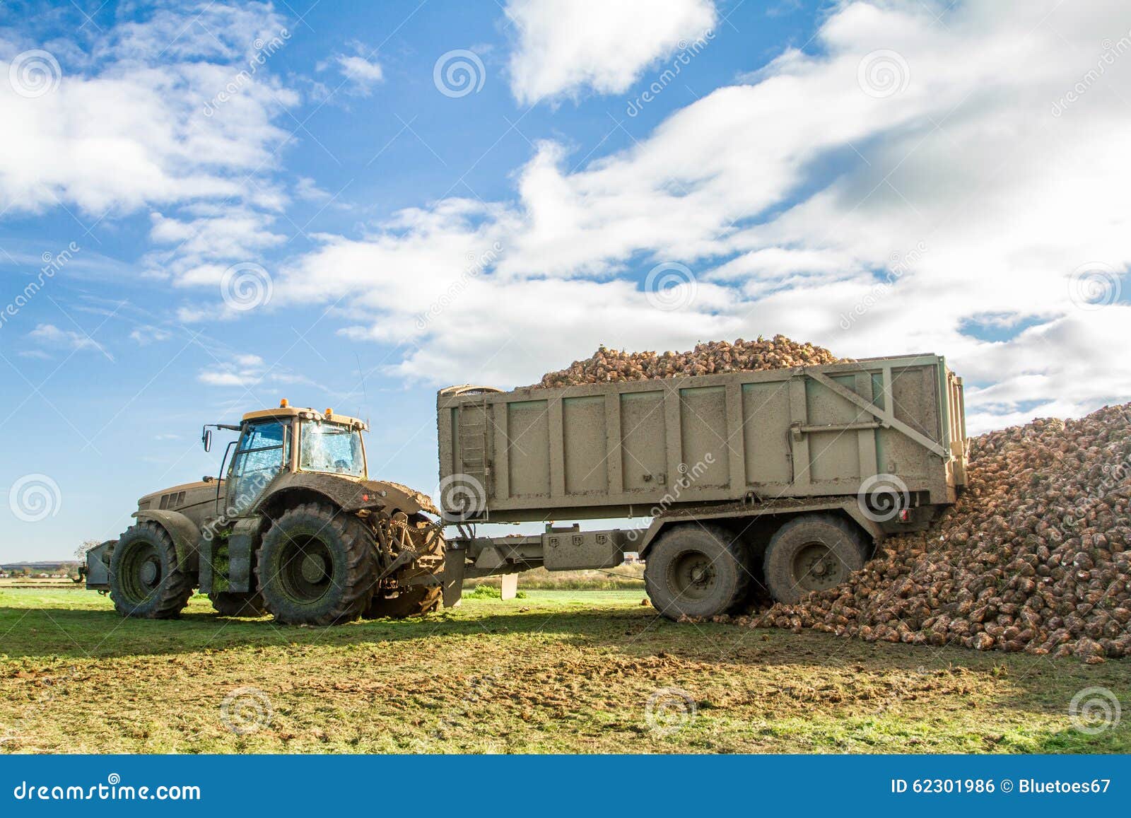 A Sugar Beet Harvest in Progress - Tractor and Trailer Unload Sugar ...