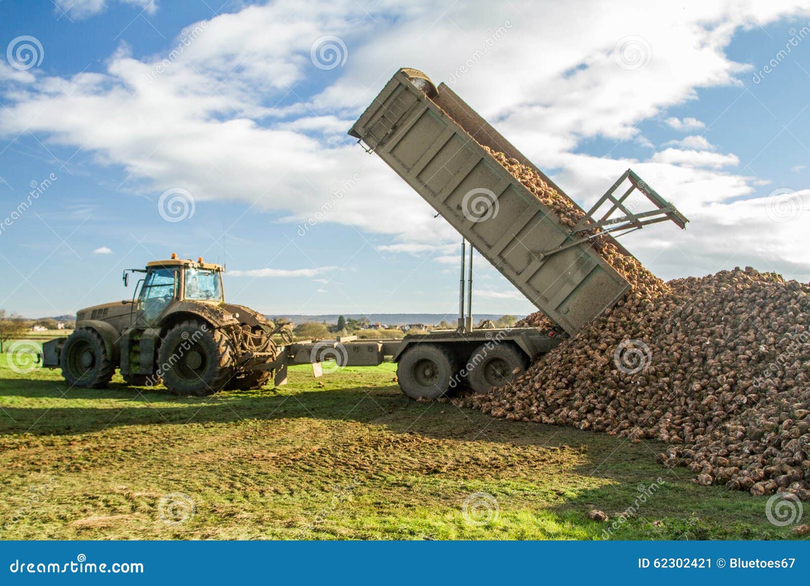 A Sugar Beet Harvest in Progress - Tractor and Trailer Unload Sugar ...