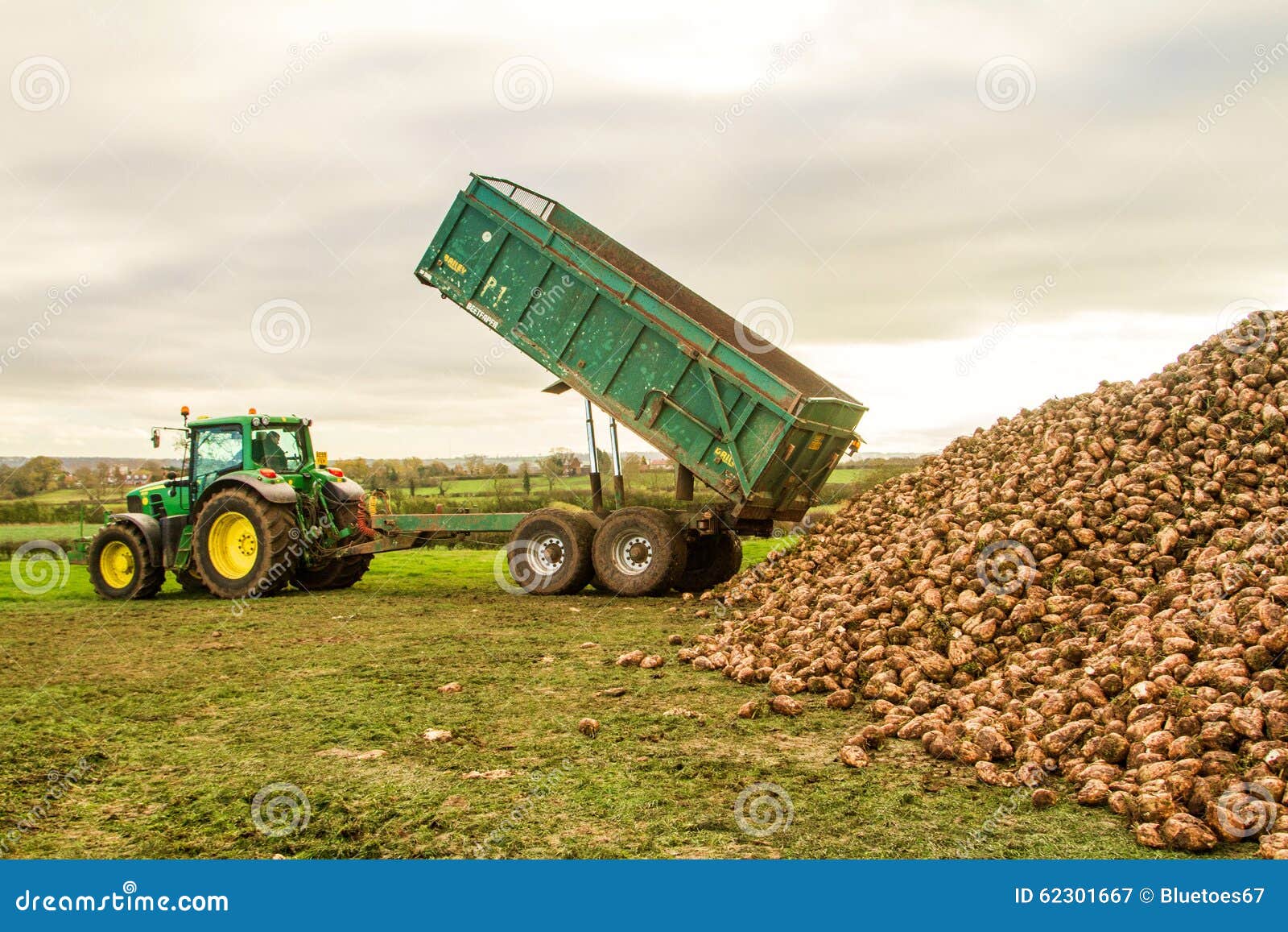 A Sugar Beet Harvest in Progress - Tractor and Trailer Unload Sugar ...