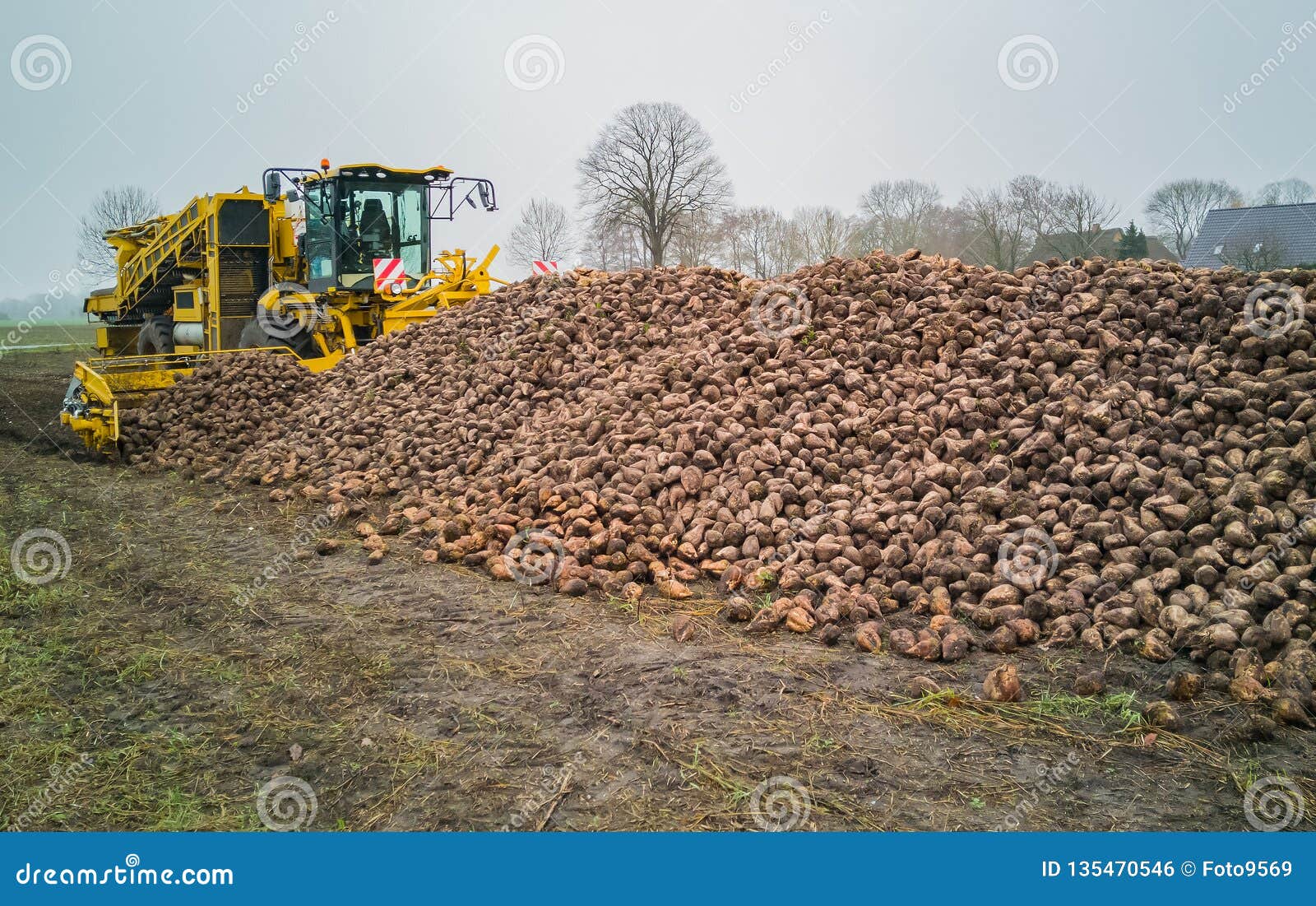 Sugar Beet Harvest with a Sugarbeet Harvester an Agricultural Machine ...