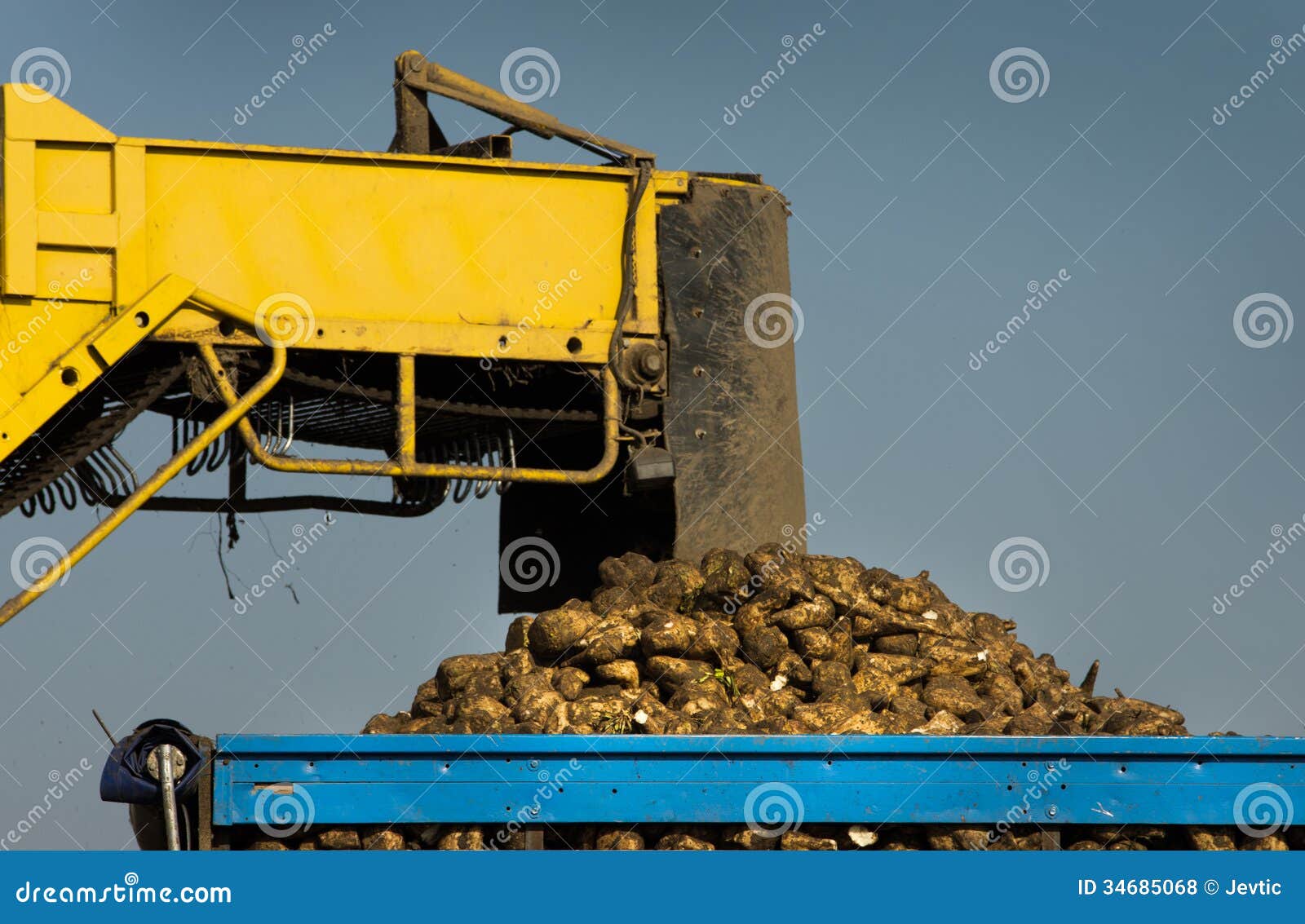 Sugar beet loading stock photo. Image of crop, loading - 34685068