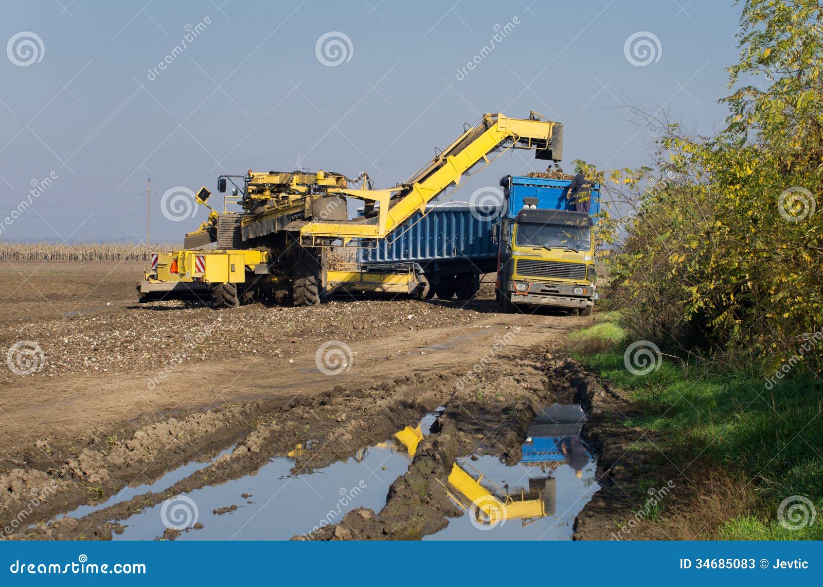 Sugar beet loading process stock image. Image of plant - 34685083