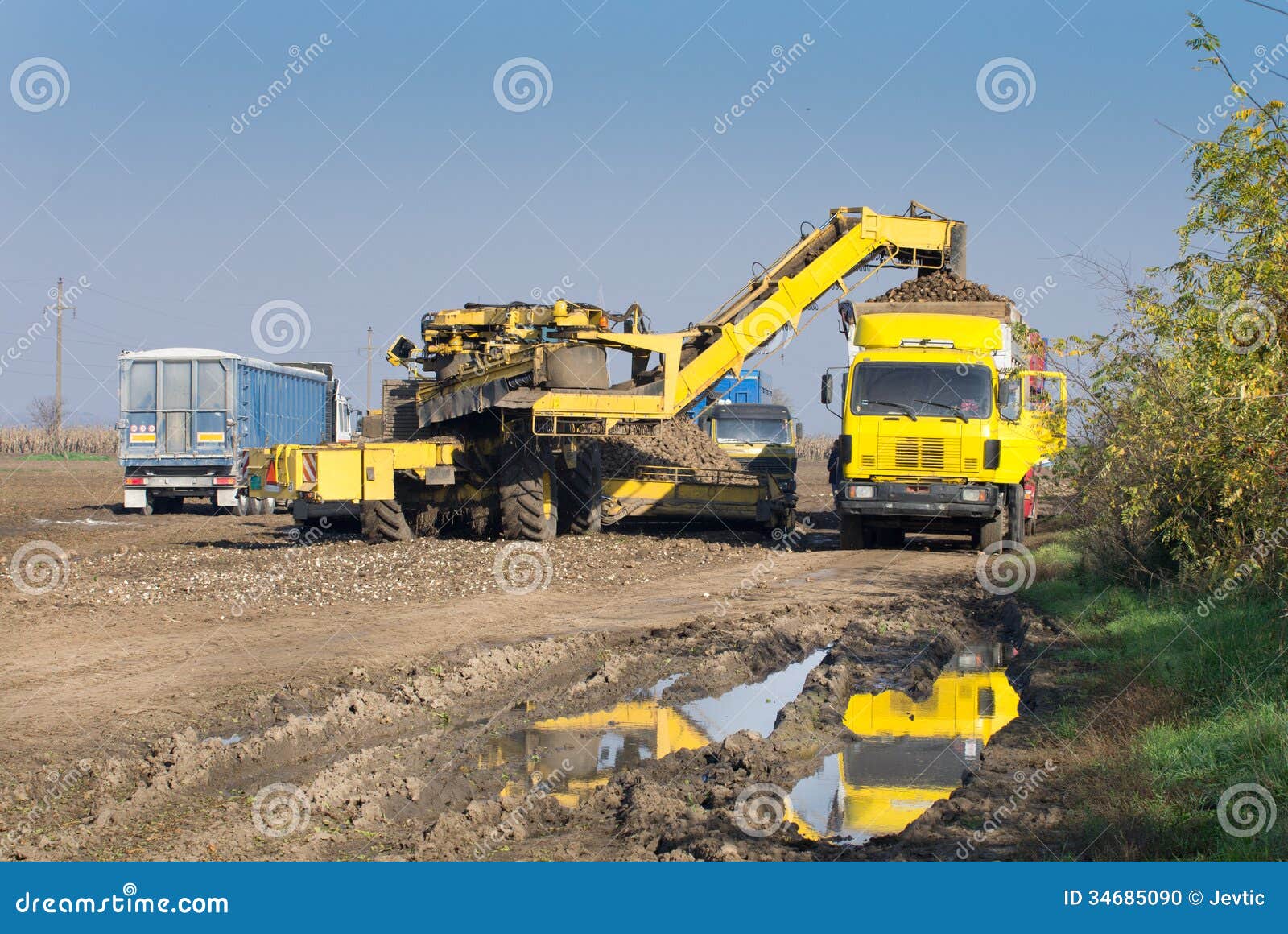 Sugar beet loading process stock photo. Image of implement - 34685090