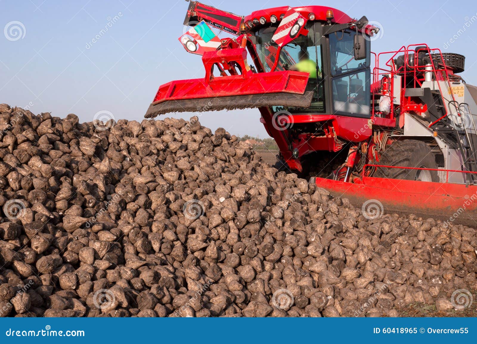 Sugar Beet and Modern Agricultural Machinery in a Field Stock Image ...