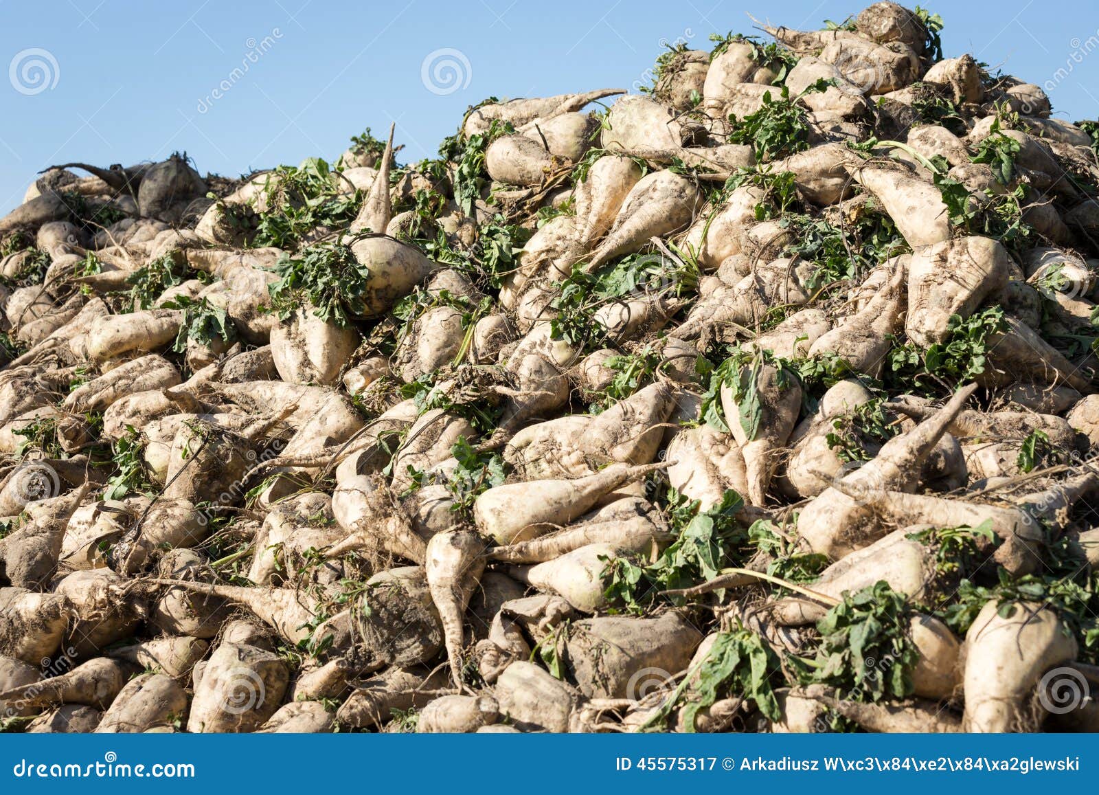 Sugar beet stock image. Image of farm, kennel, industry - 45575317