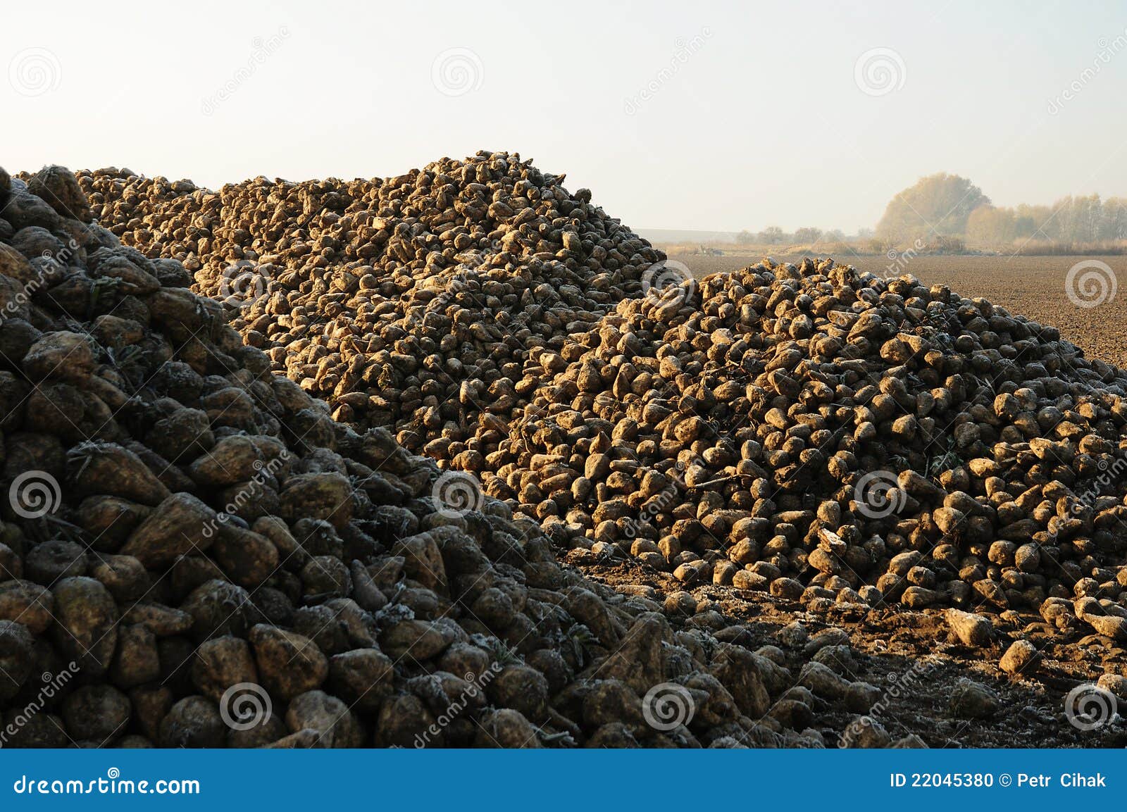 Sugar beet pile on field stock photo. Image of footprint - 22045380
