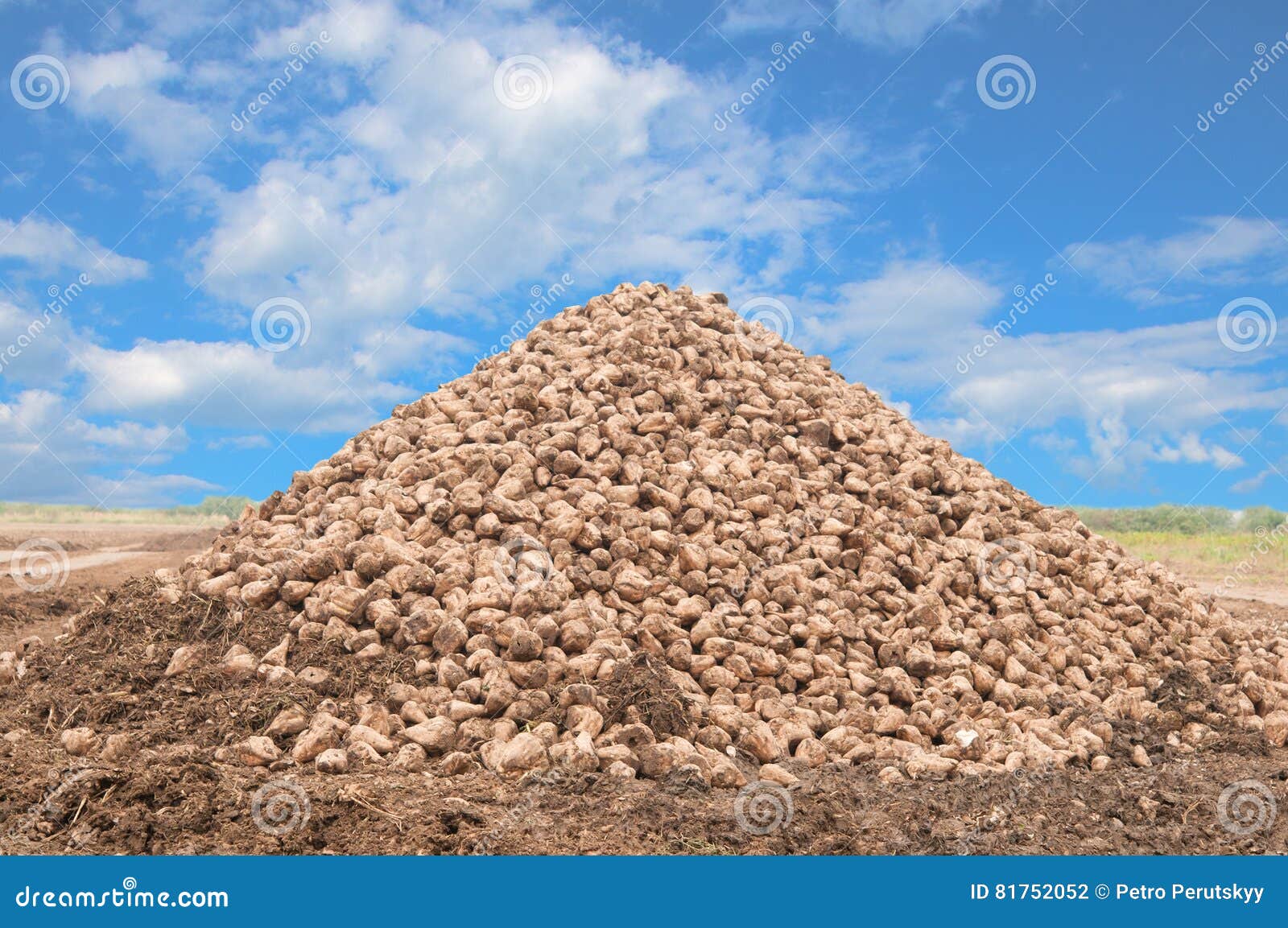 Sugar beet pile stock photo. Image of pile, crop, ripe - 81752052