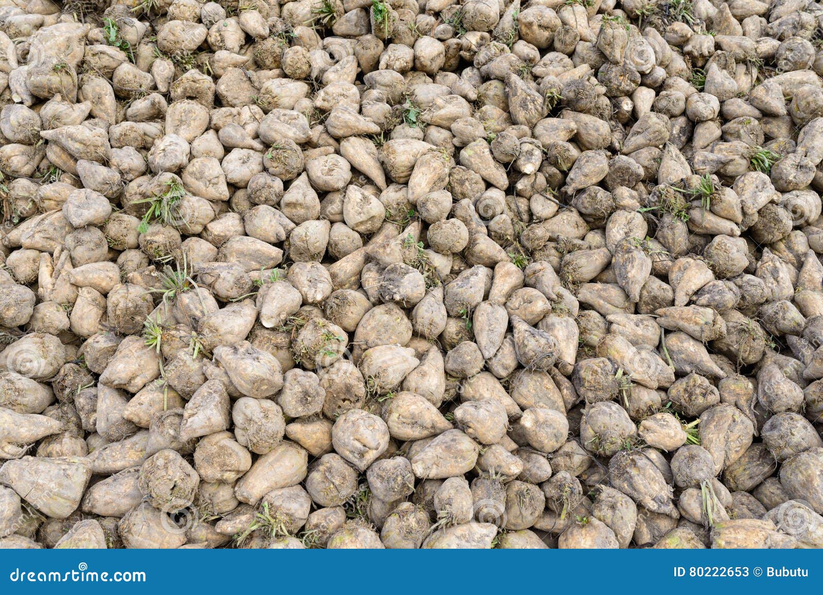 Sugar Beet Pile at the Field after Harvest Stock Image - Image of ...