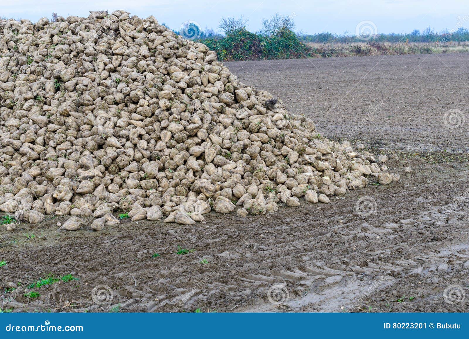 Sugar Beet Pile at the Field after Harvest Stock Image - Image of heap ...