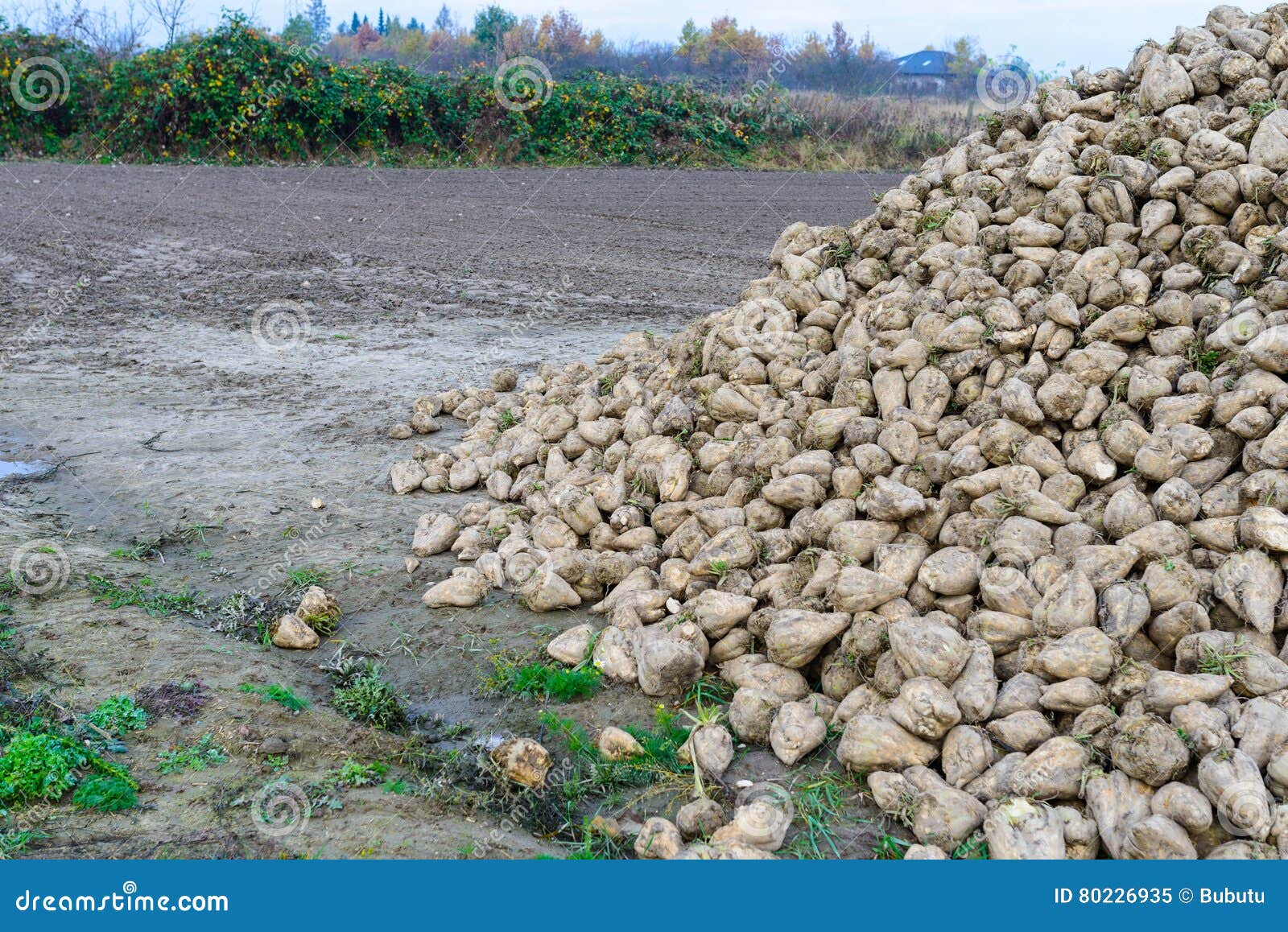 Sugar Beet Pile at the Field after Harvest Stock Image - Image of ...