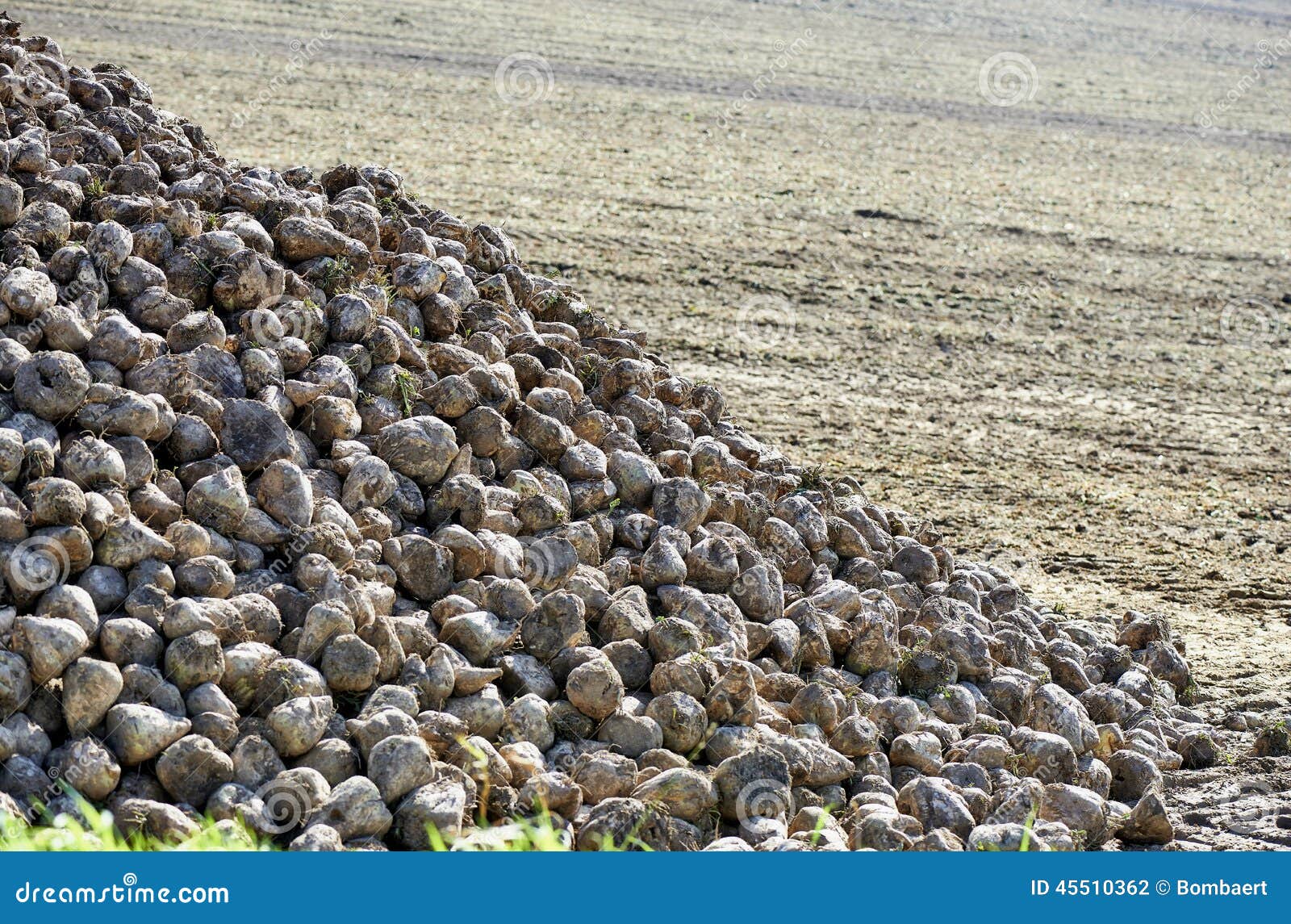 Sugar Beet Pile at the Field after Harvest Stock Photo - Image of ...