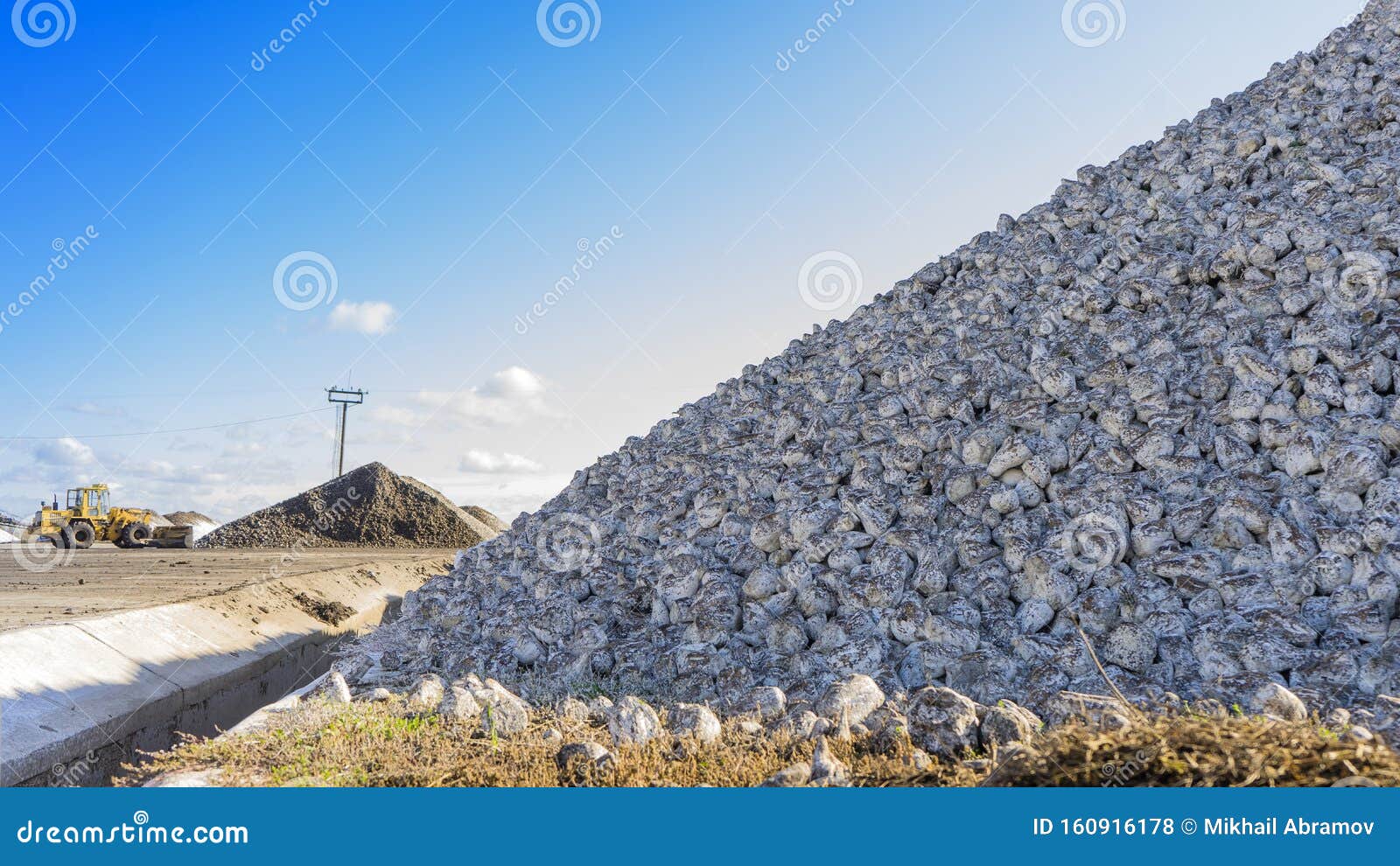 Sugar Beet Pile of the Field after the Harvest before Processing at the ...