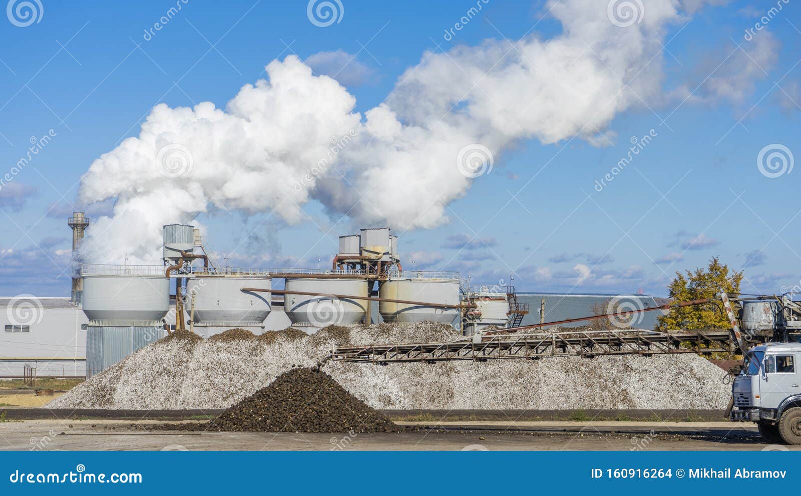 Sugar Beet Pile of the Field after the Harvest before Processing at the ...