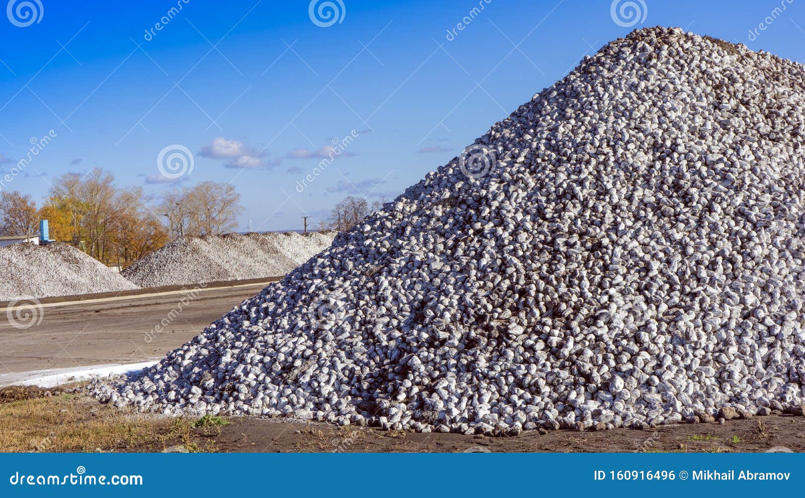 Sugar Beet Pile of the Field after the Harvest before Processing at the ...