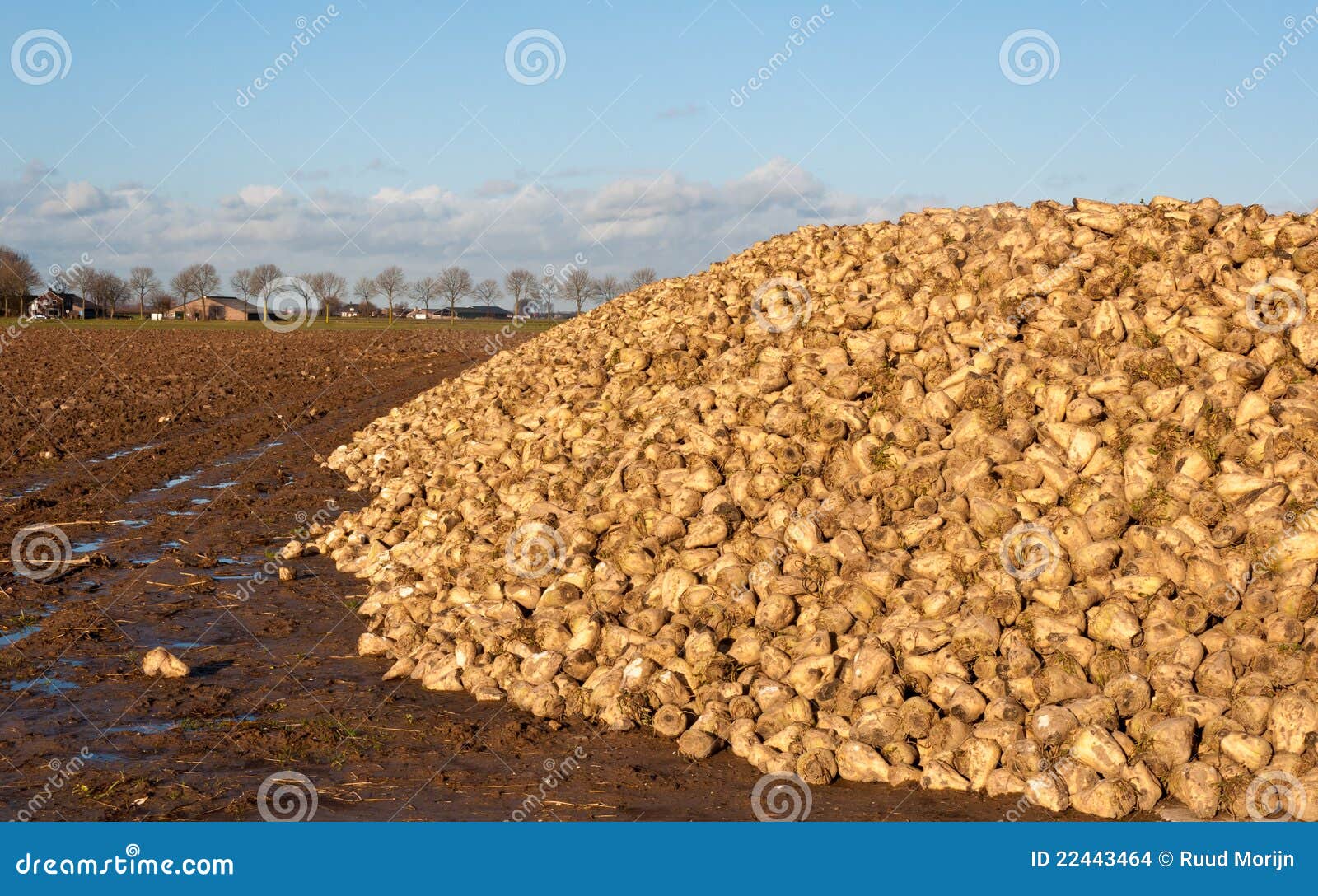 Sugar Beet Pile at the Field after Harvesting Stock Photo - Image of ...