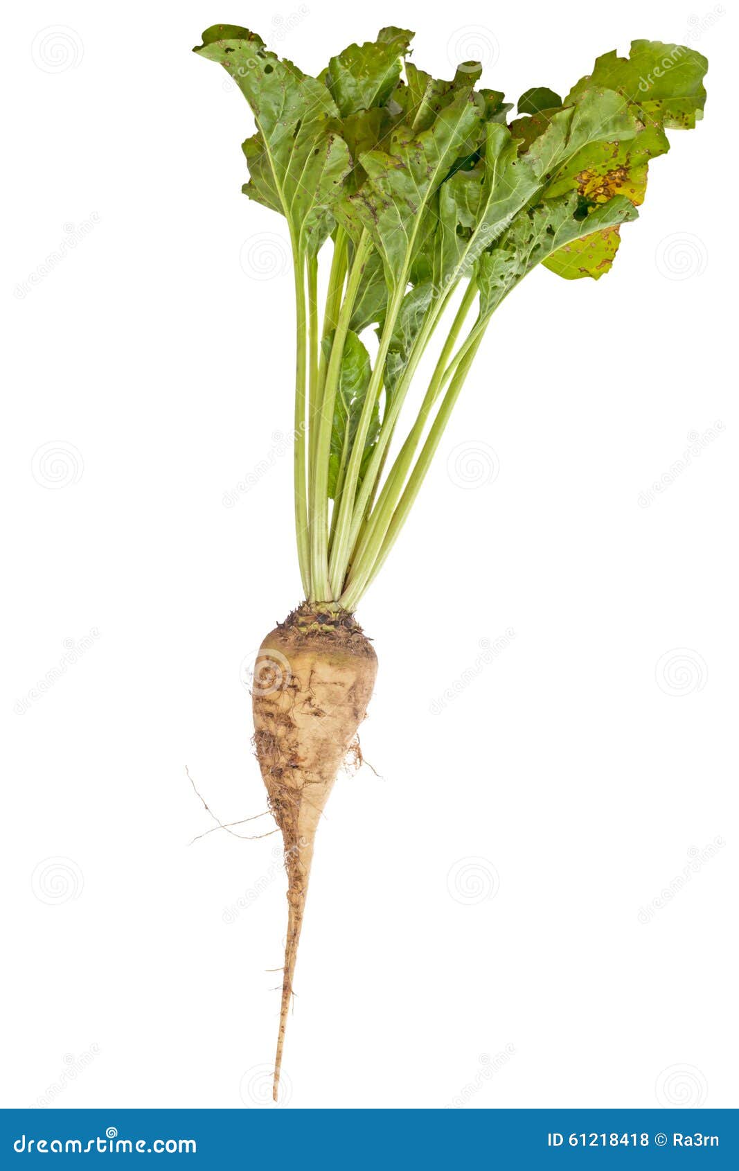Sugar beet plant stock photo. Image of nature, background - 61218418