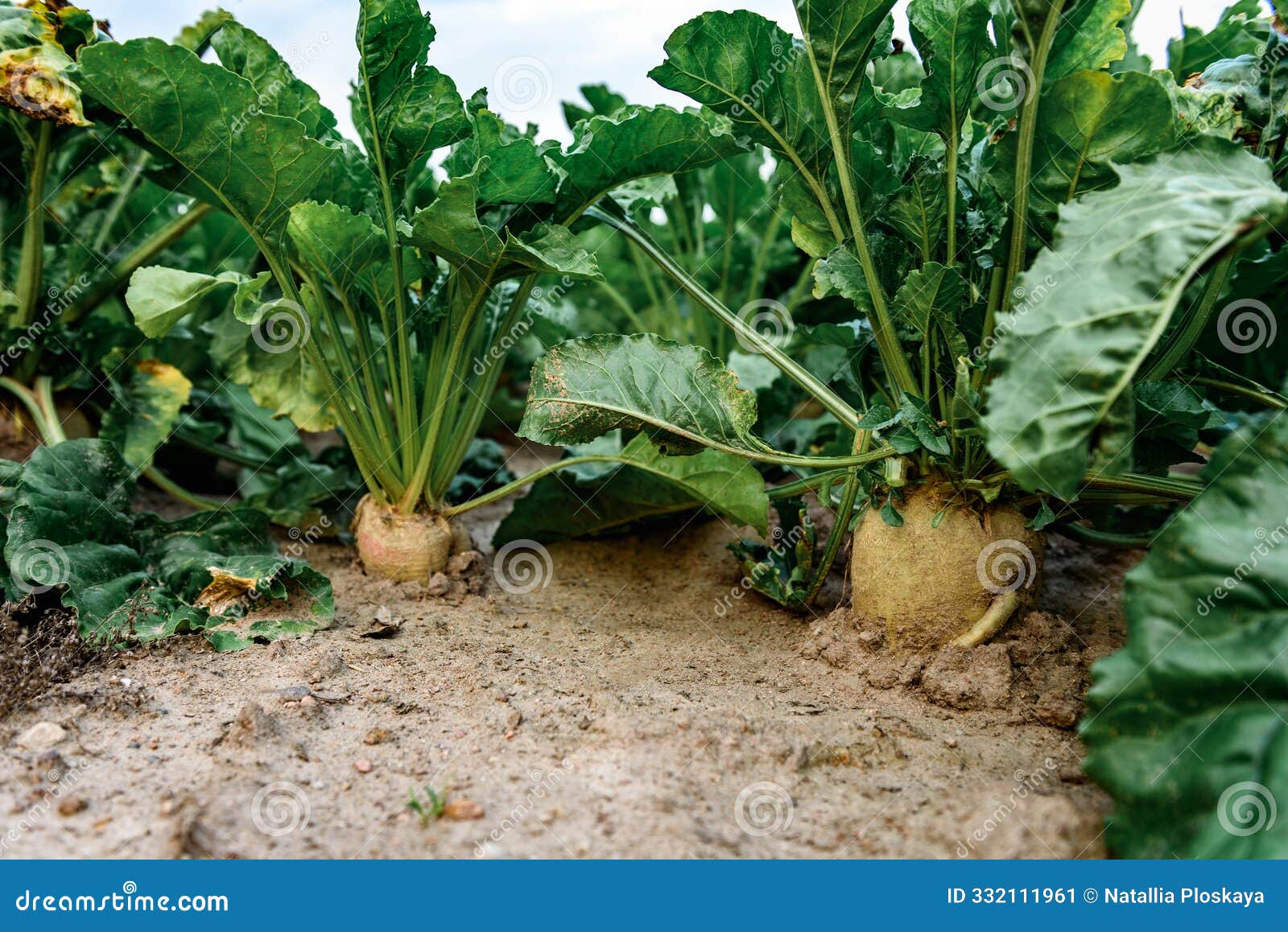 Sugar Beet Plants Growing in Field in Summer. Harvesting. Stock Image ...