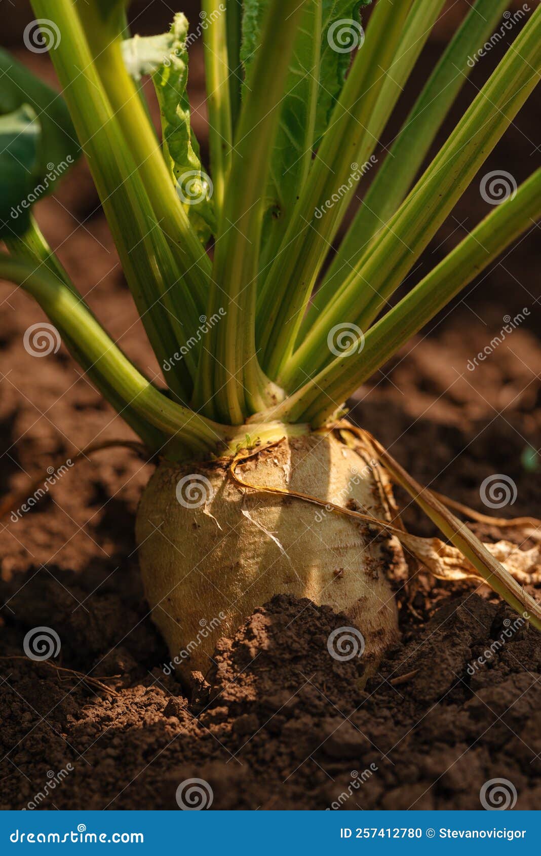 Sugar Beet Root Crop in the Ground Stock Photo - Image of field, beet ...