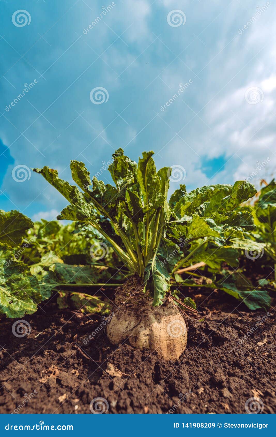 Sugar Beet Root Crop in Ground Stock Image - Image of industry ...