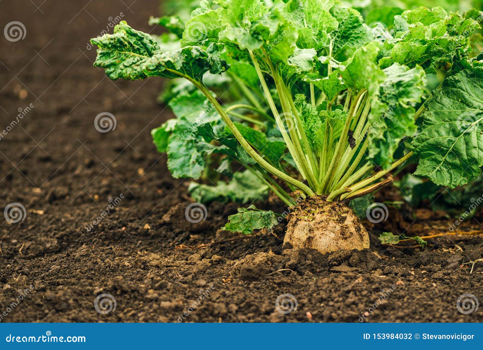 Sugar Beet Root Crop Organically Grown Stock Photo - Image of beet ...
