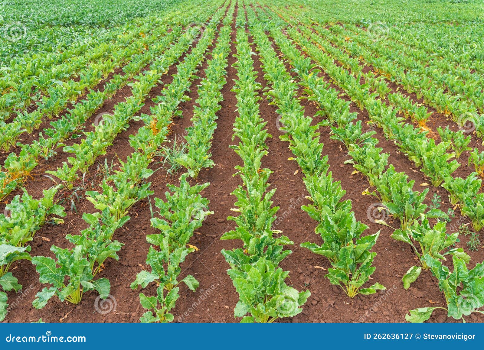 Sugar Beet Root Crop Plantation Field in Diminishing Perspective Stock ...
