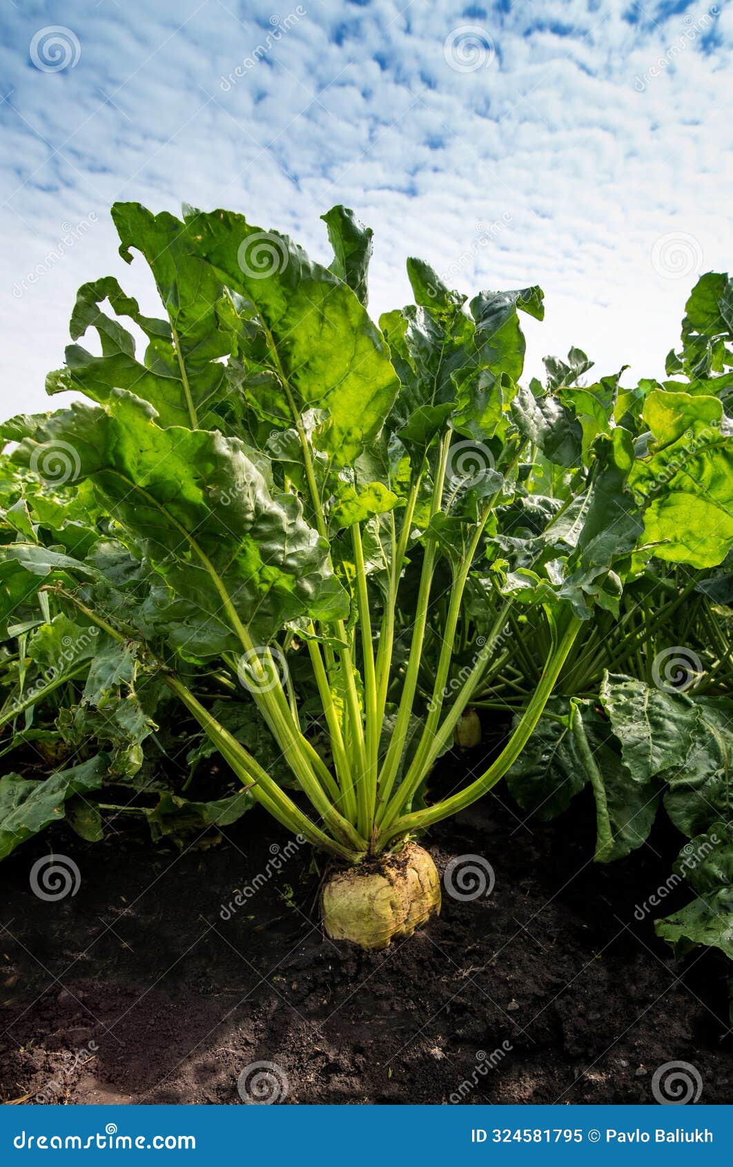 Sugar Beet Root Growing in the Soil in the Field Stock Image - Image of ...