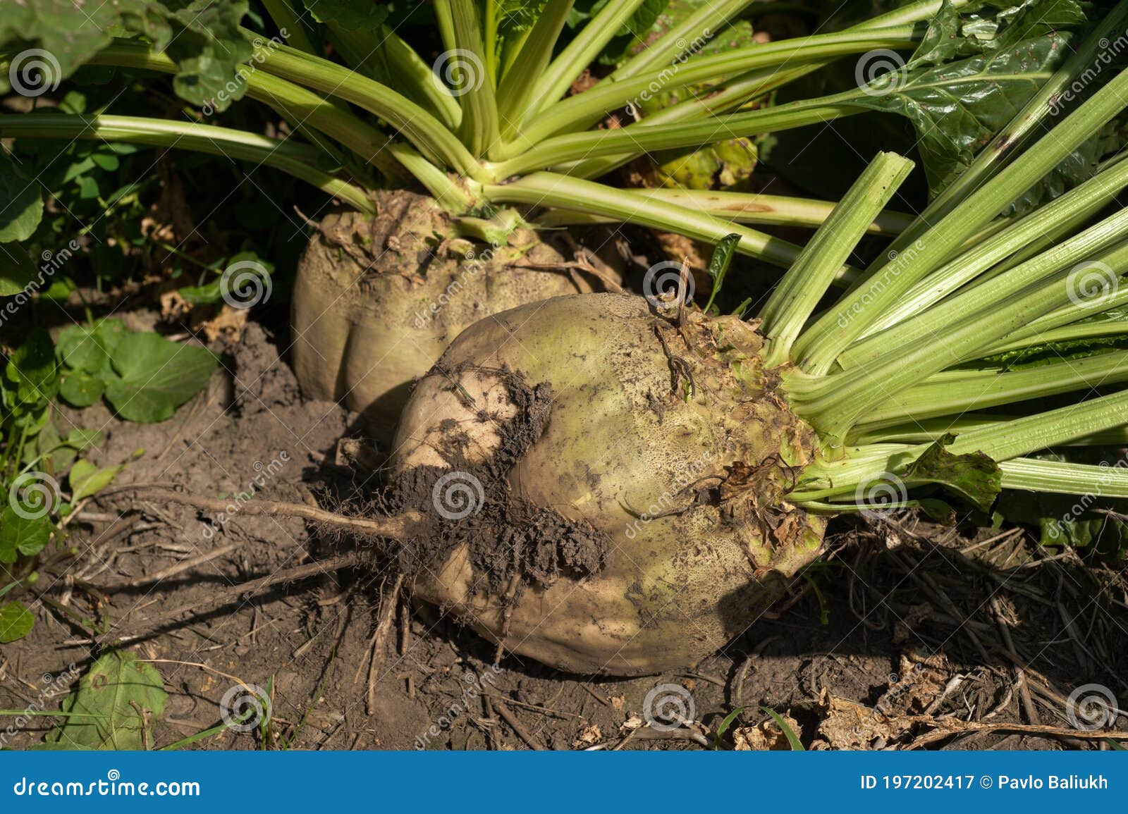 Sugar Beet Roots Extracted from the Ground Stock Image - Image of farm ...