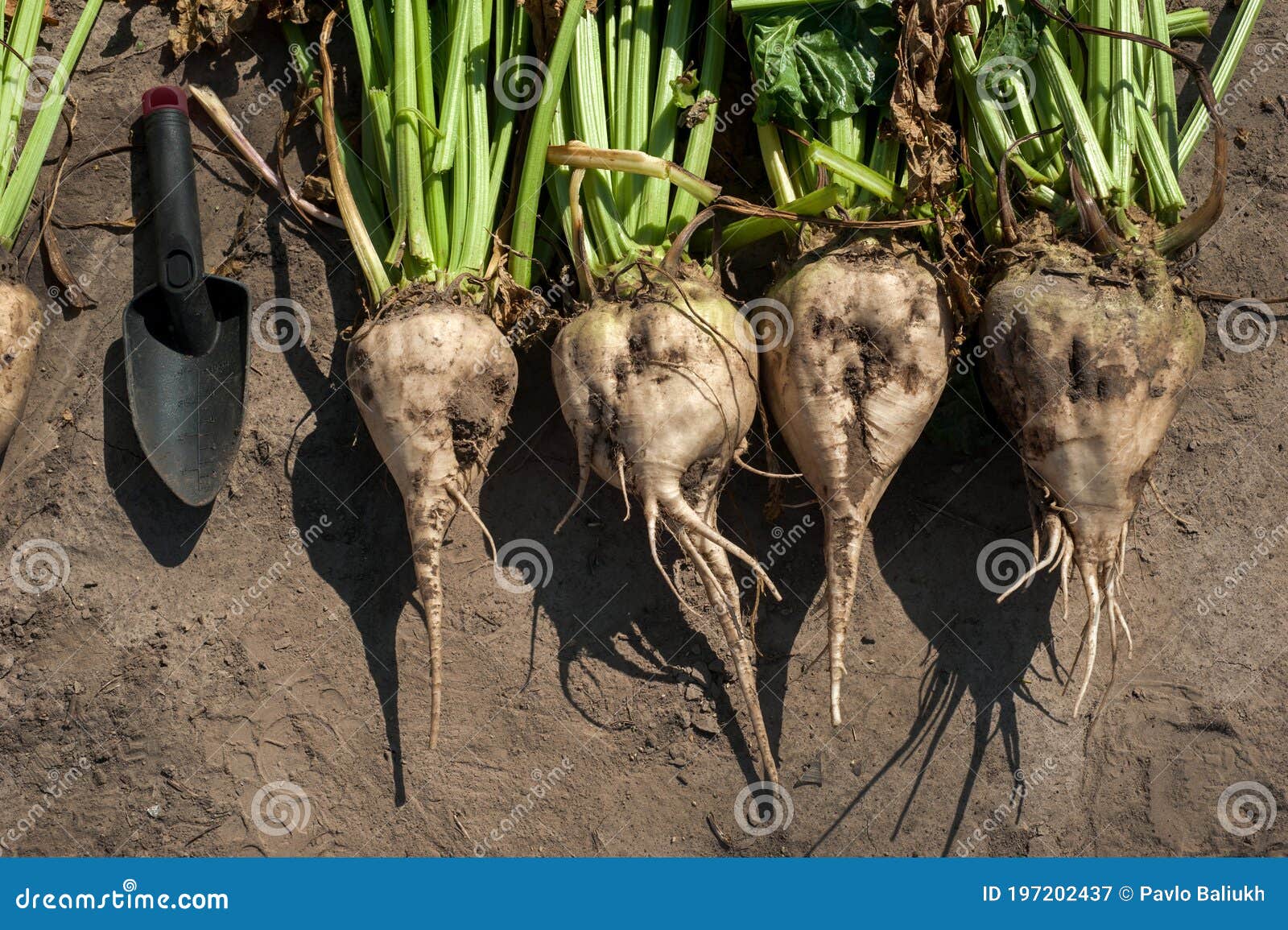 Sugar Beet Roots Extracted from the Ground , Flat View Stock Image ...