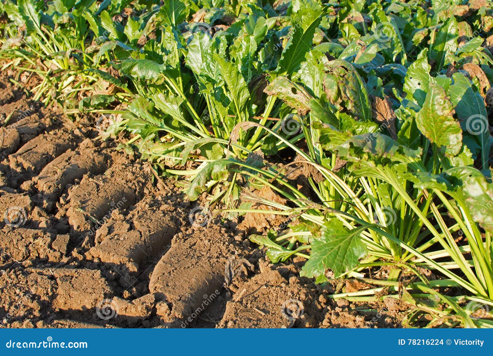Sugar Beet with Trace of Harvester Wheels on the Ground Stock Photo ...