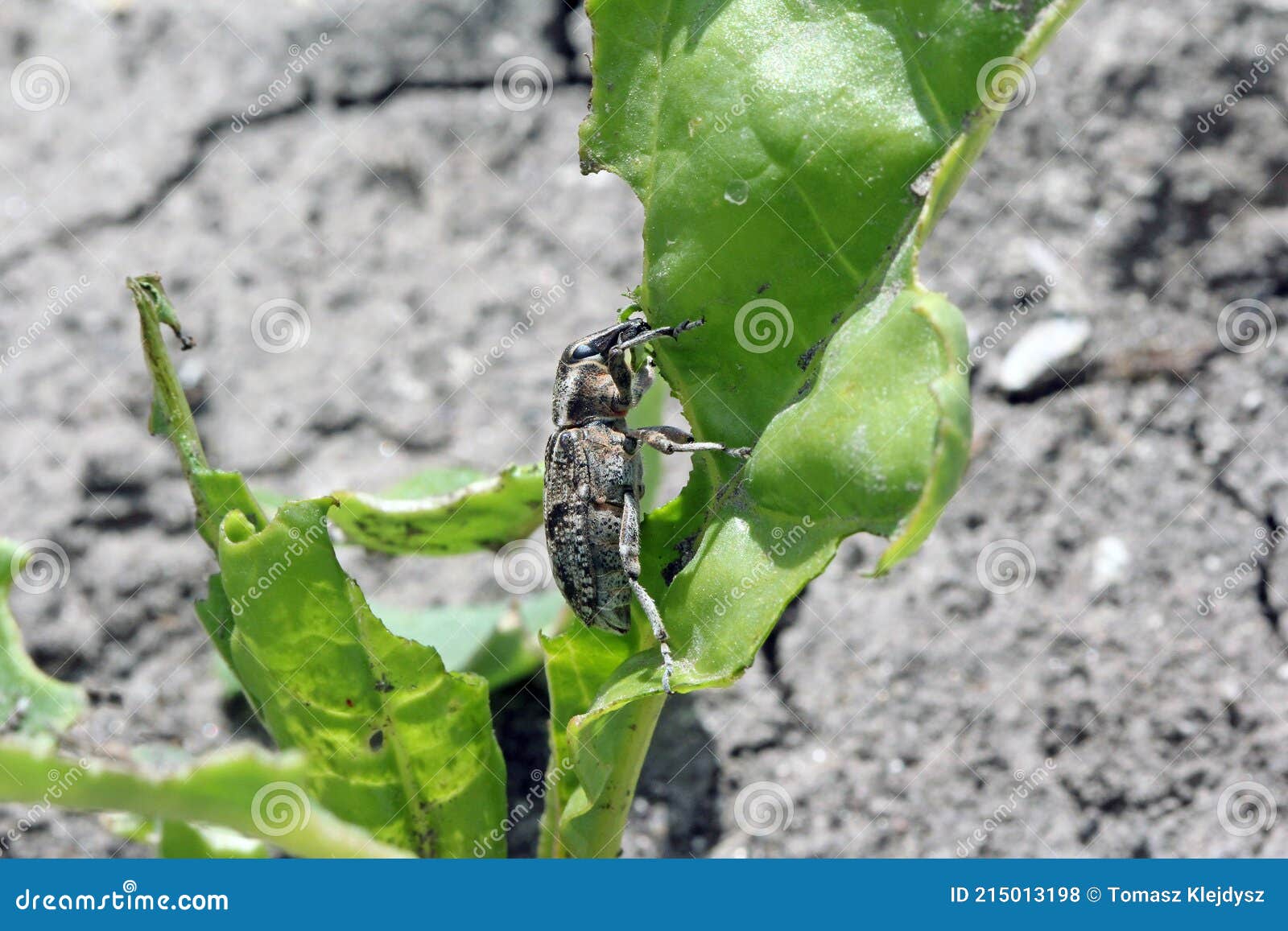 Sugar Beet Weevil Asproparthenis Punctiventris Formerly Bothynoderes ...