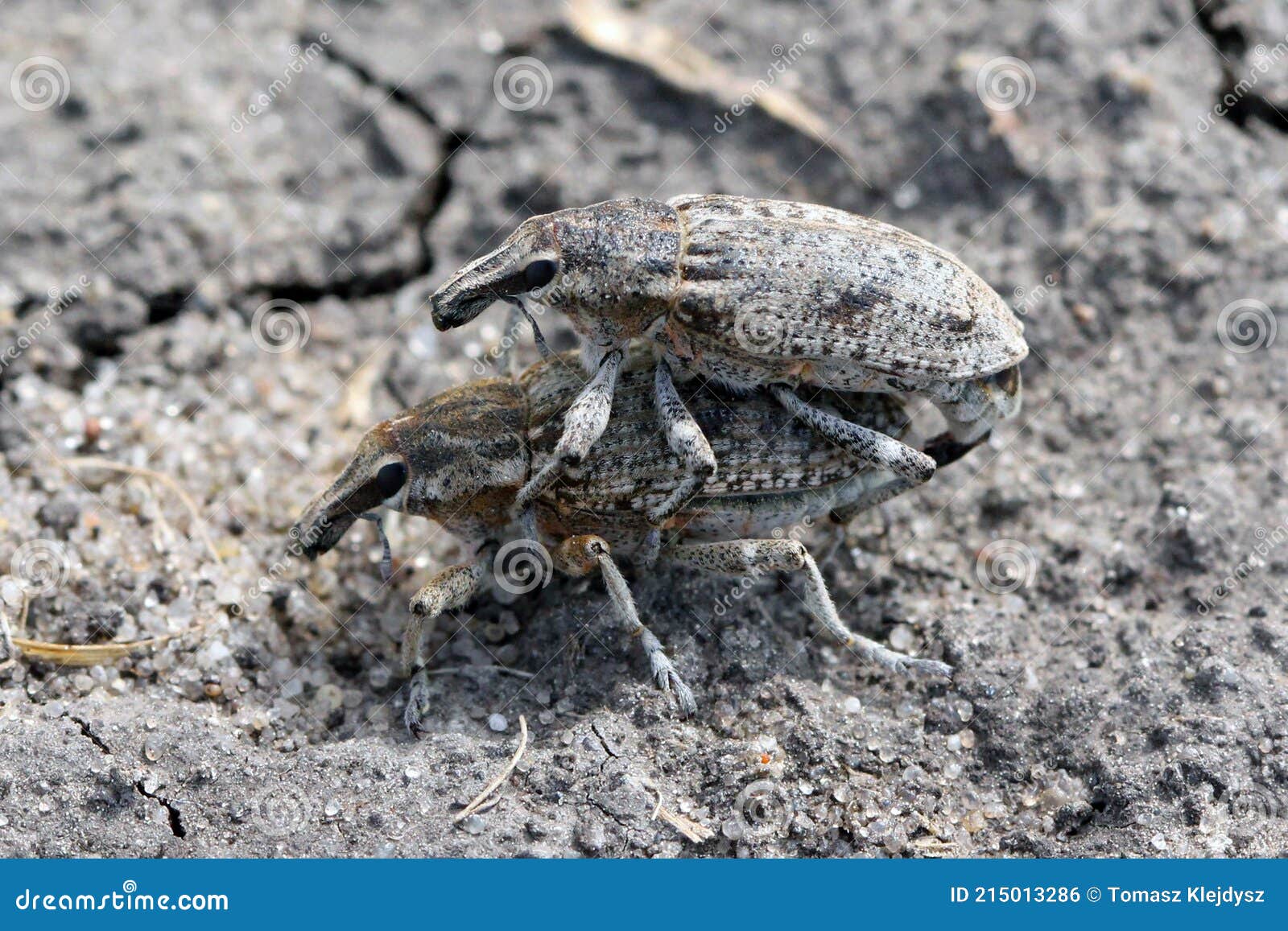 Sugar Beet Weevil Asproparthenis Punctiventris Formerly Bothynoderes ...