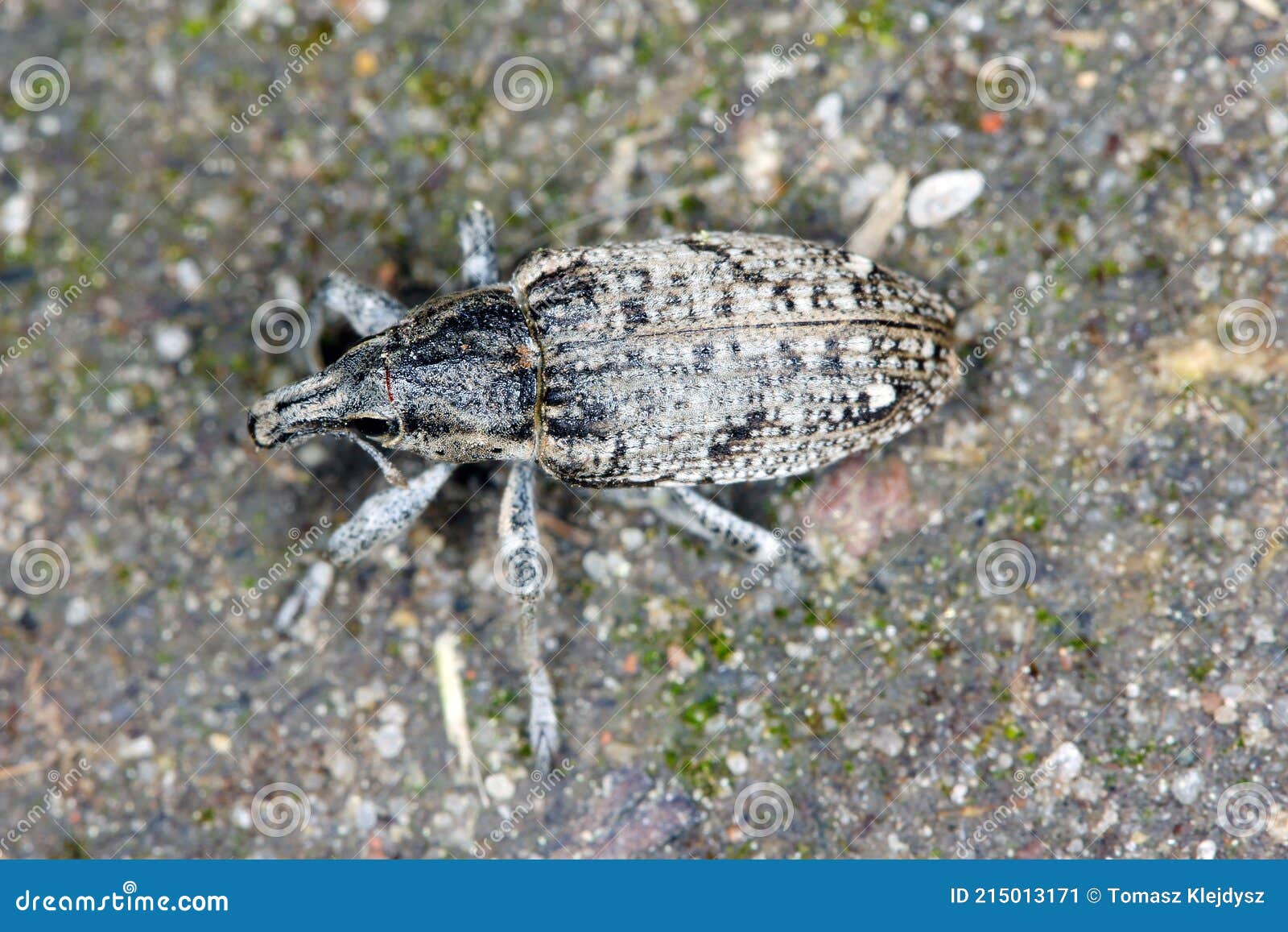 Sugar Beet Weevil Asproparthenis Punctiventris Formerly Bothynoderes ...