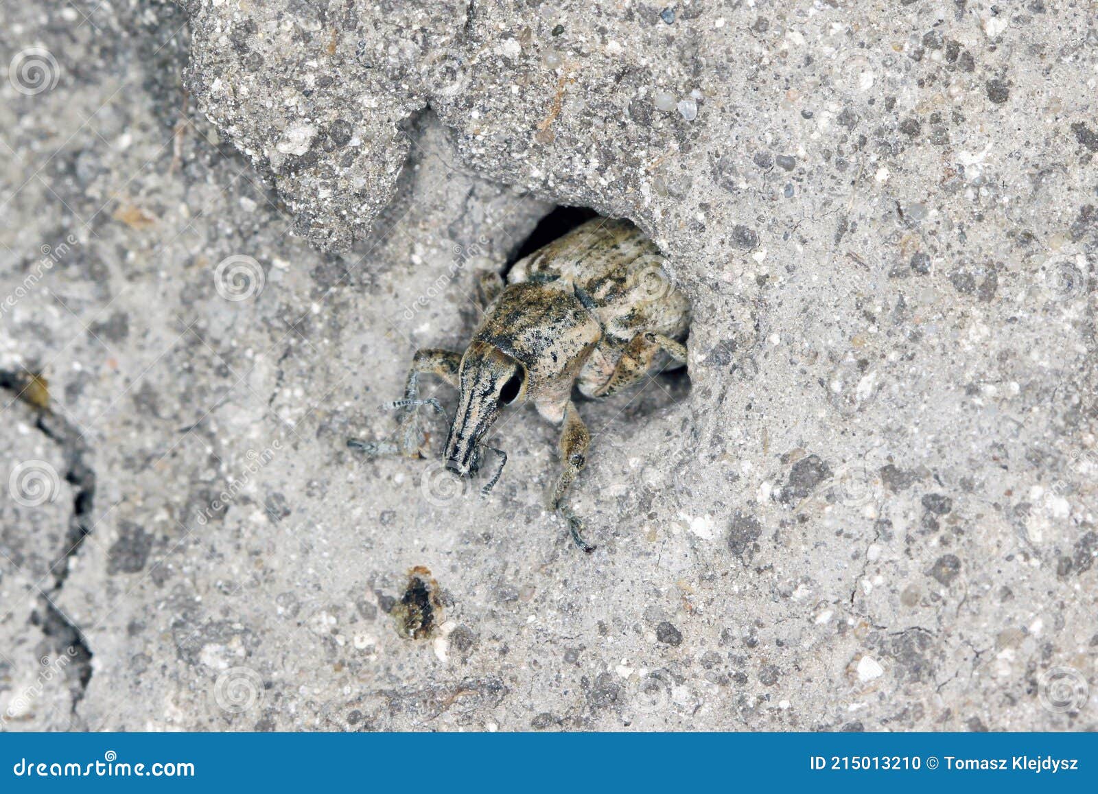 Sugar Beet Weevil Asproparthenis Punctiventris Formerly Bothynoderes ...