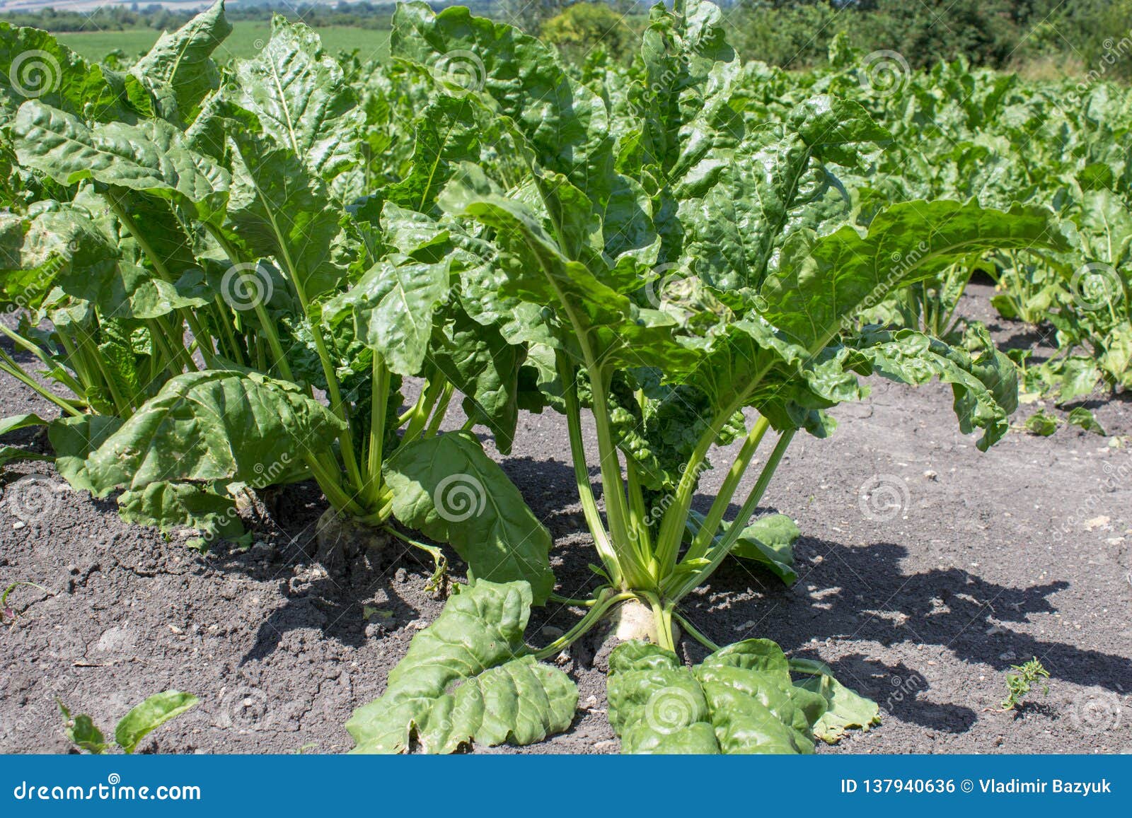 Sugar Beets,beautiful Beets Grow in the Field Stock Photo - Image of ...
