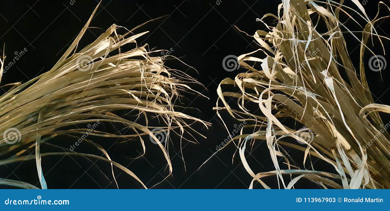 Sugar Cain Plant With Blue Sky Backround In India Royalty-Free Stock ...