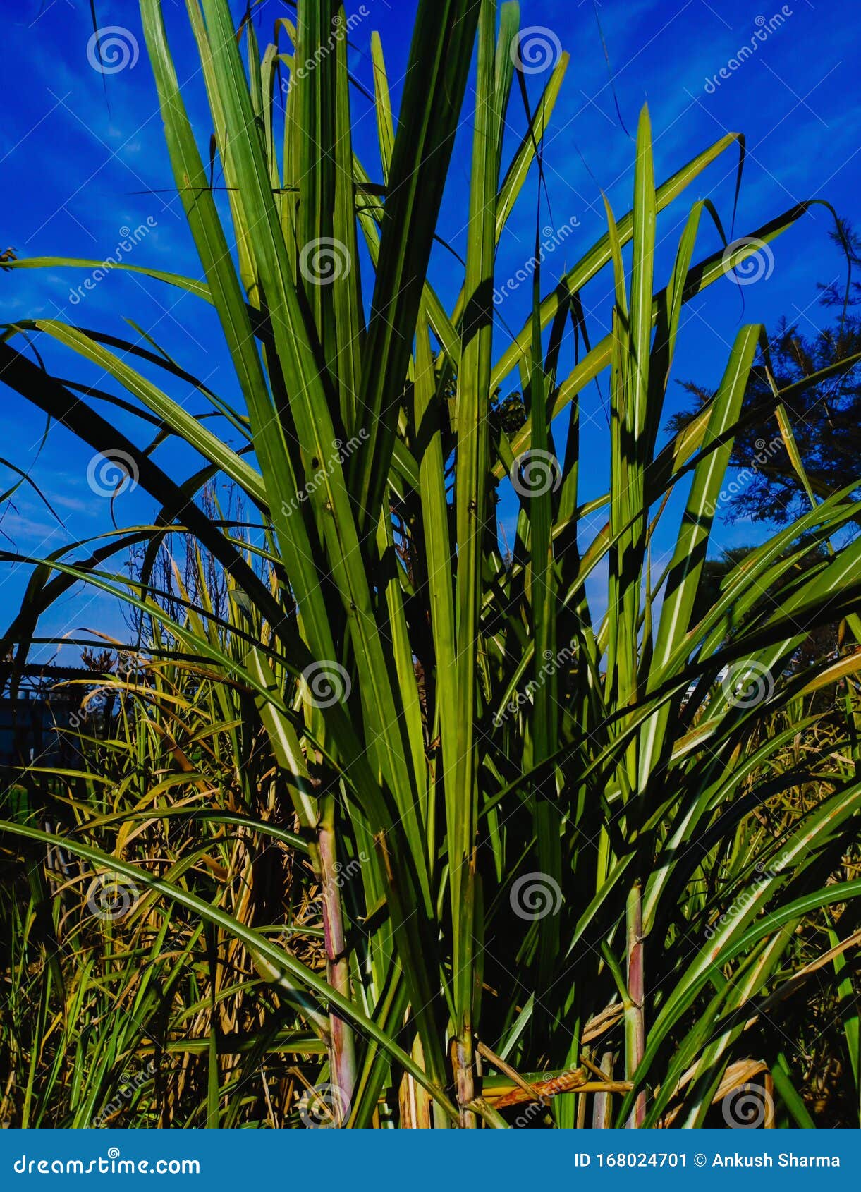 Sugar Cain Plant with Blue Sky Backround in India Stock Image - Image ...