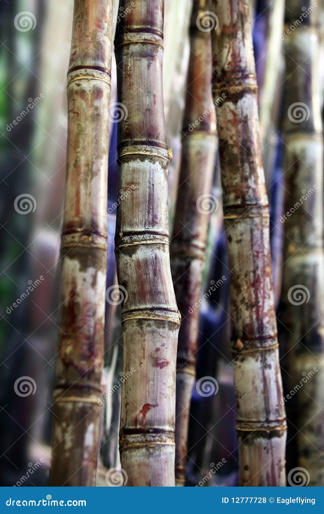 Sugar cane stock photo. Image of material, sweet, conservation - 12777728