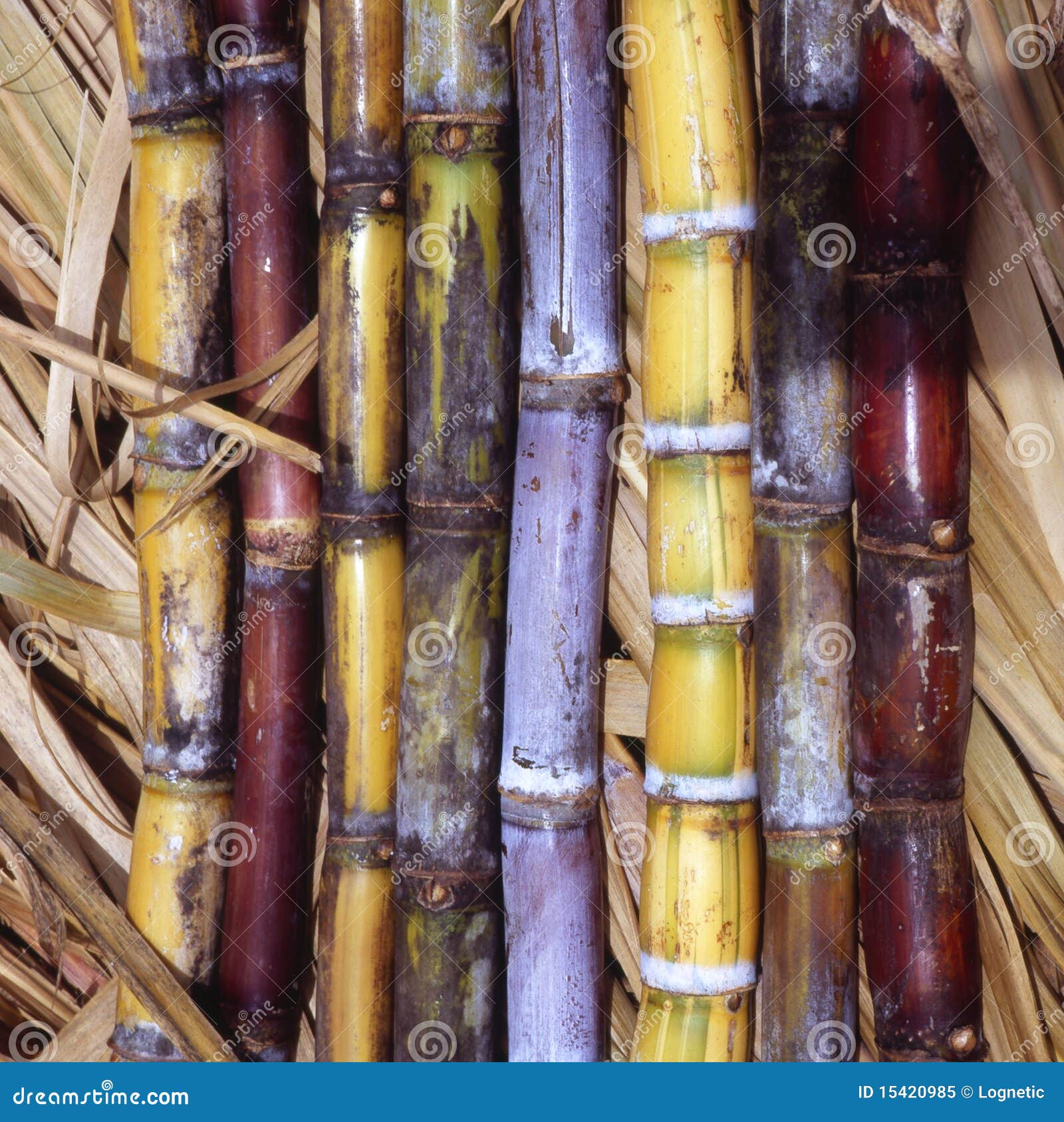 Sugar Cane stock image. Image of spring, america, south - 15420985
