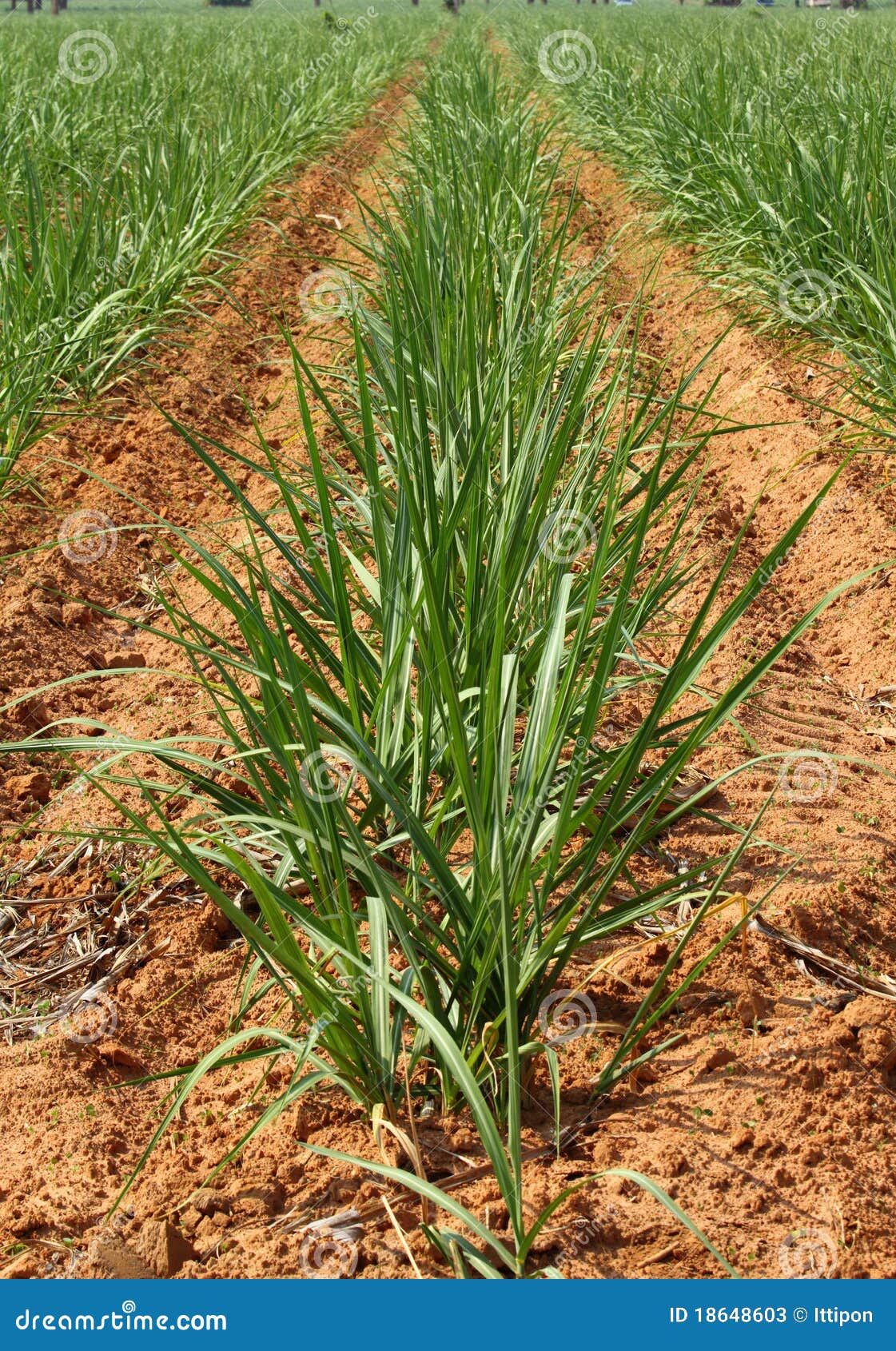 Sugar cane stock image. Image of energy, cane, canes - 18648603