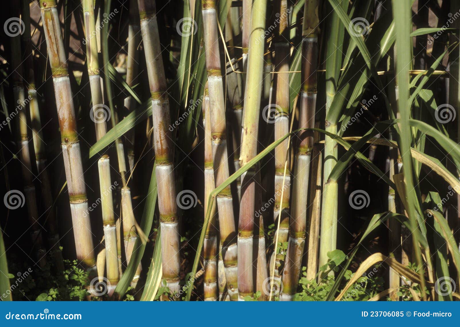 Sugar cane stock image. Image of classical, tree, cane - 23706085