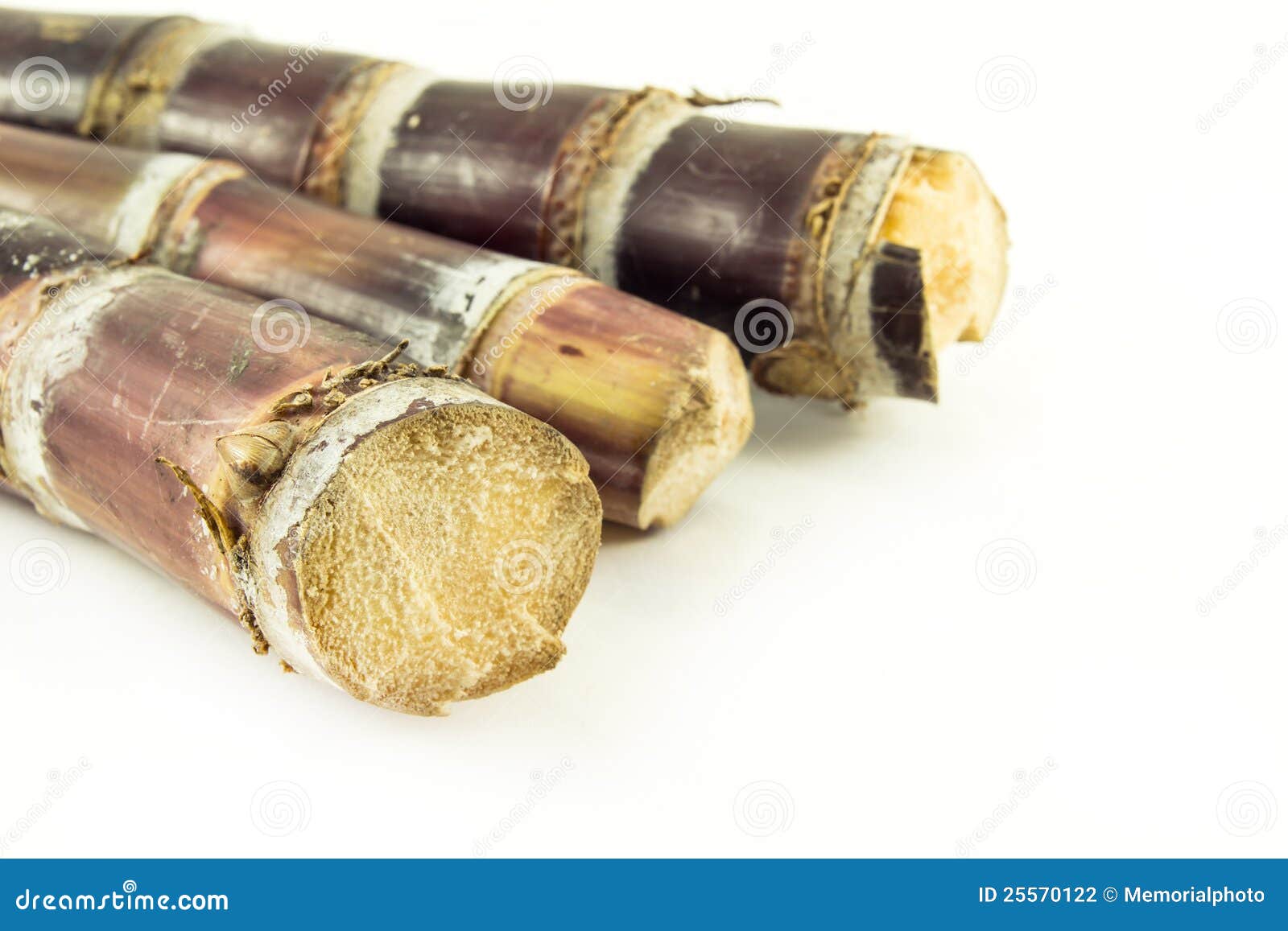 Sugar cane stock photo. Image of herbal, farm, chew, crop - 25570122