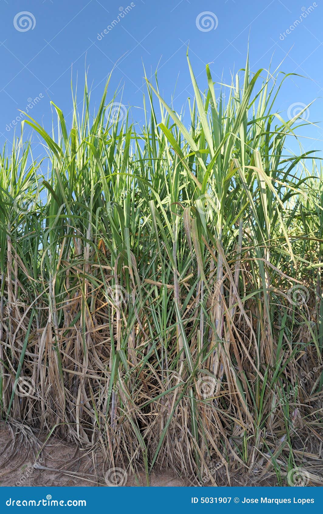 Sugar cane stock image. Image of farm, energy, plantation - 5031907