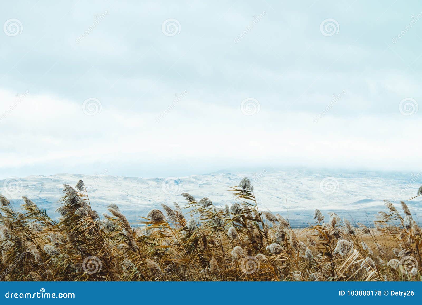 Sugar Cane Against the Blue Mountains. Reed Ordinary. Stock Photo ...