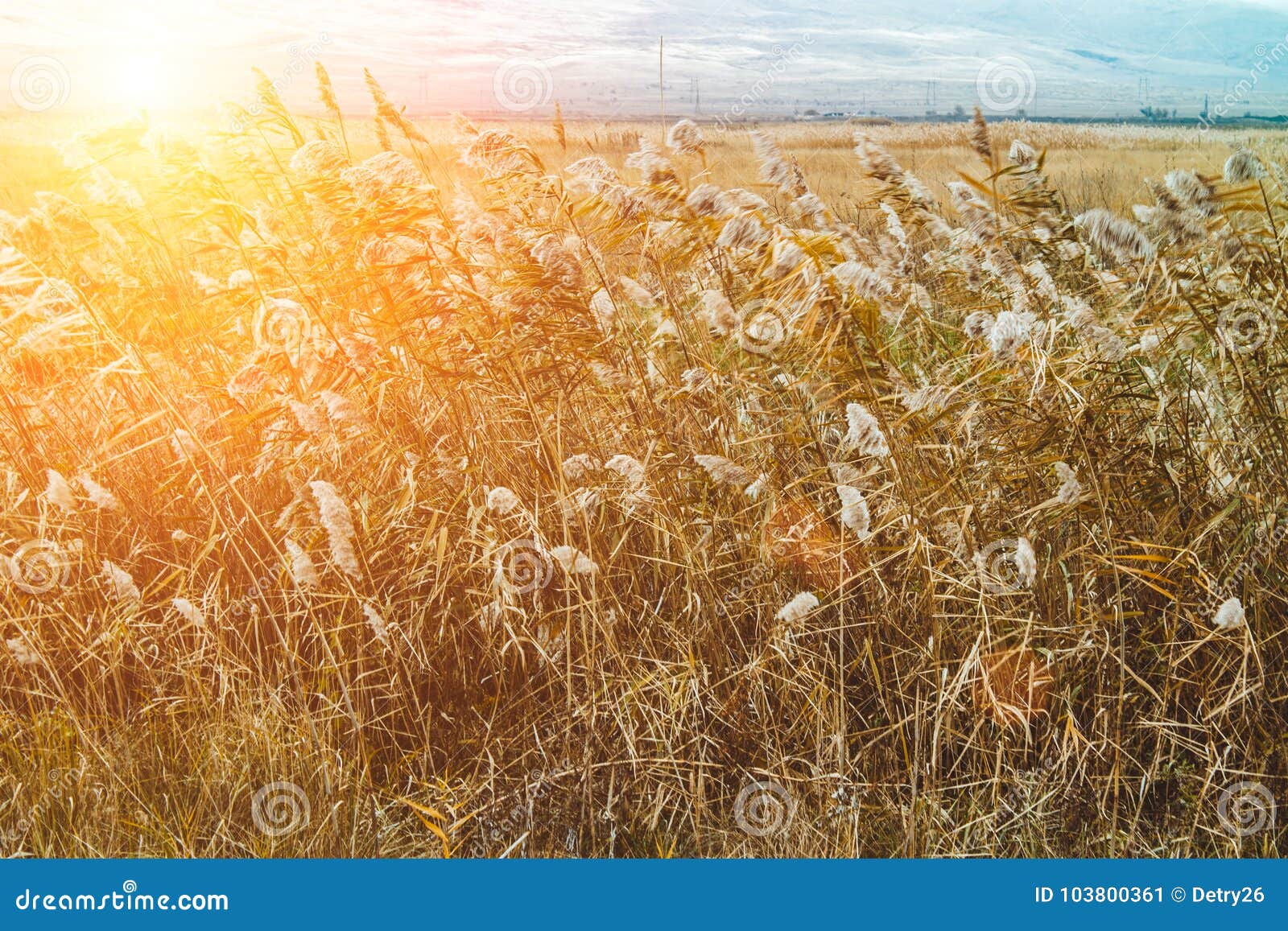 Sugar Cane Against the Blue Mountains. Reed Ordinary. Stock Image ...