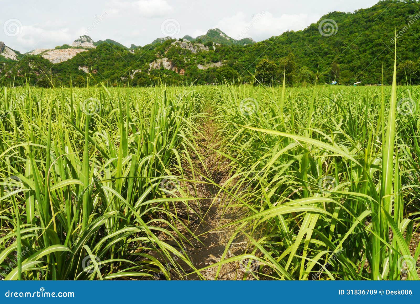 Sugar cane stock image. Image of reeds, farmland, agriculture - 31836709