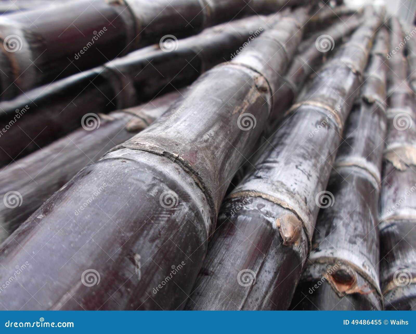 Sugar cane stock image. Image of food, sweet, cane, china - 49486455